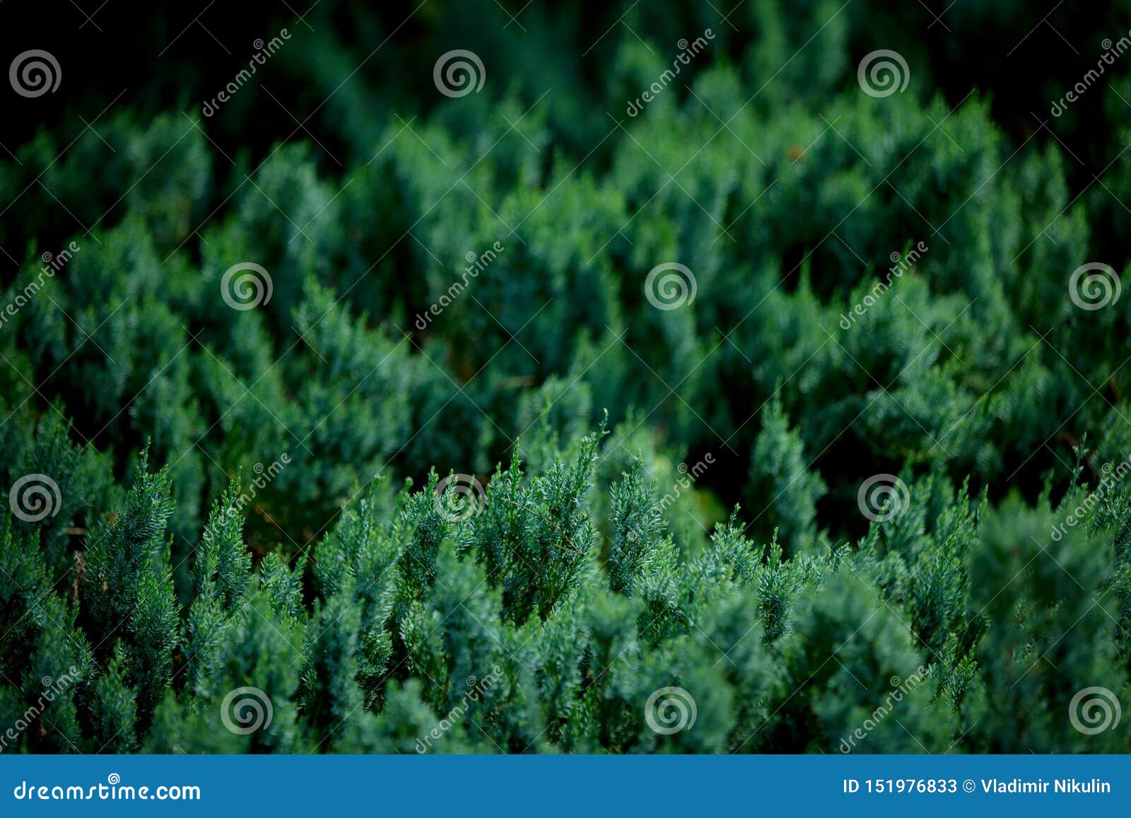 Close Look at the Green Coniferous Bush Stock Image - Image of flora ...