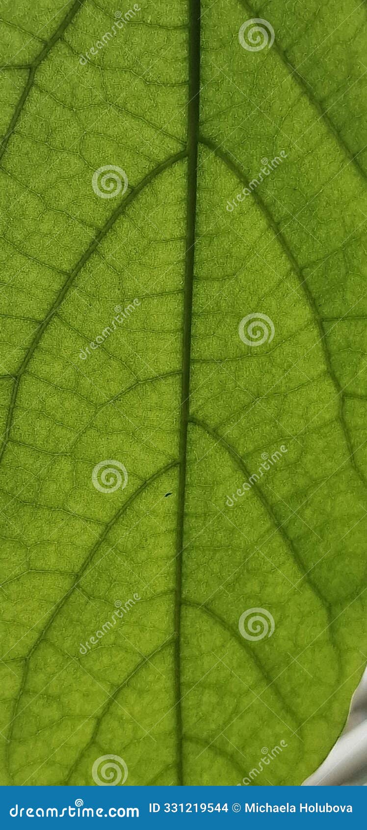 Close Look on Leaf Green Net Stock Photo - Image of environment, blade ...