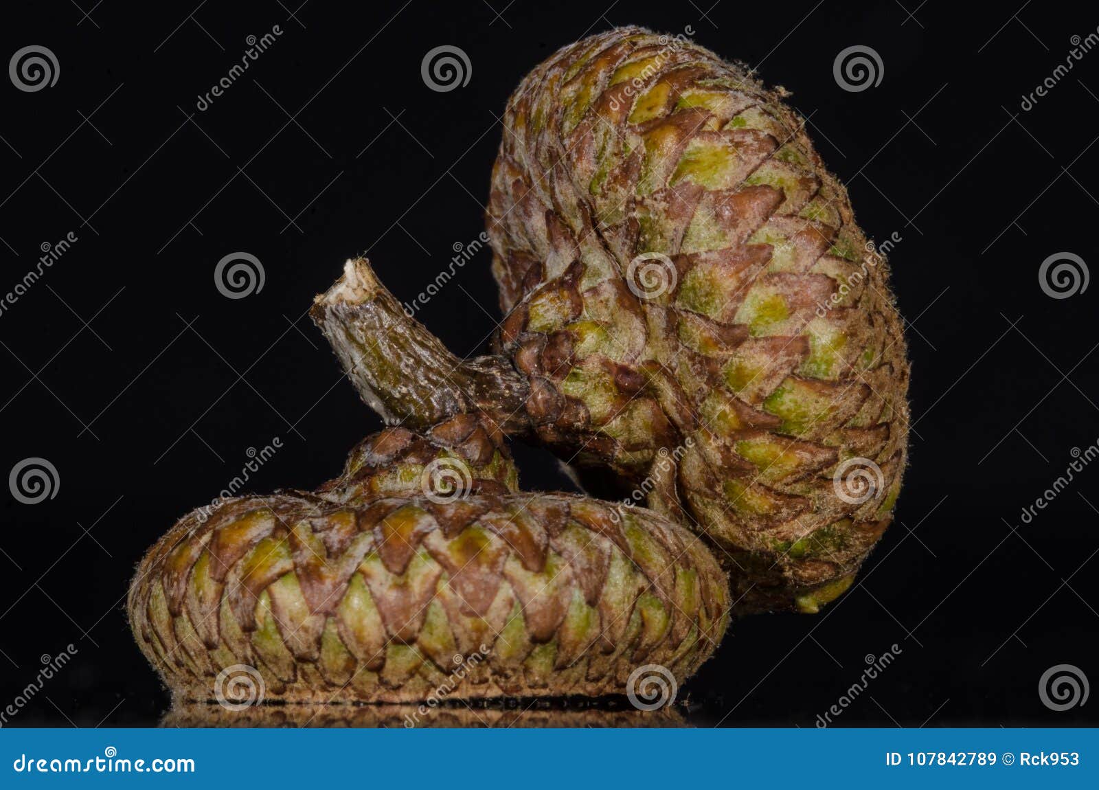 Close Look at a Pair of Acorn Caps Stock Image - Image of nature, black ...
