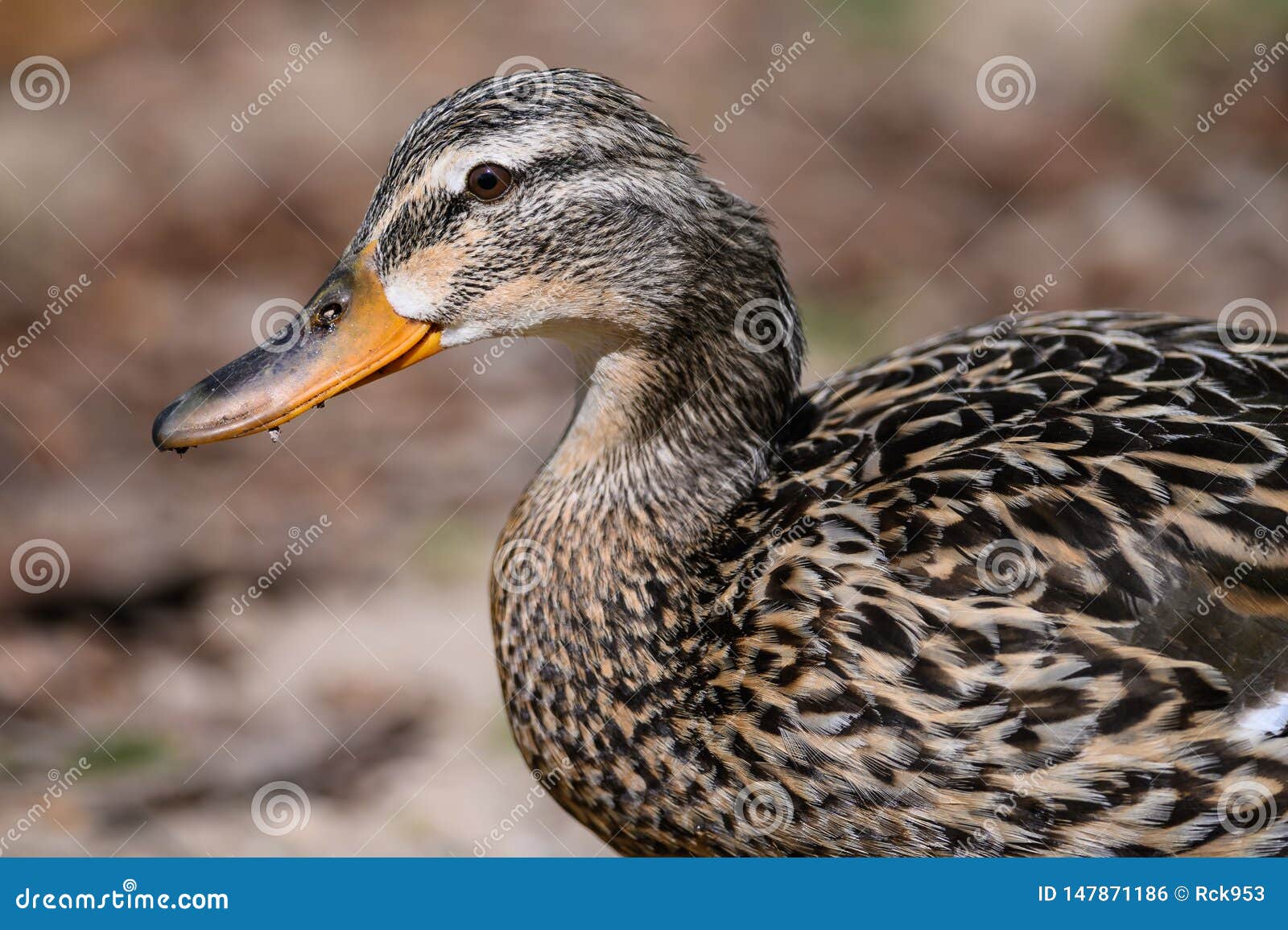 Close Look at the Profile of a Mallard Duck Stock Photo - Image of ...