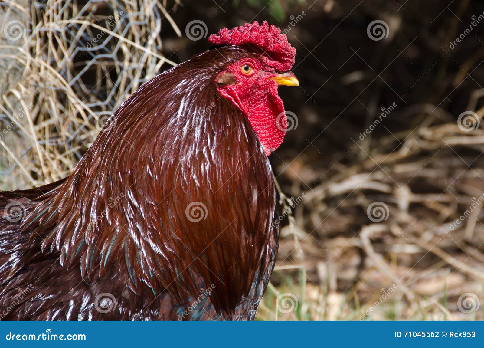 Close Look at the Profile of a Proud Red Rooster Stock Photo - Image of ...