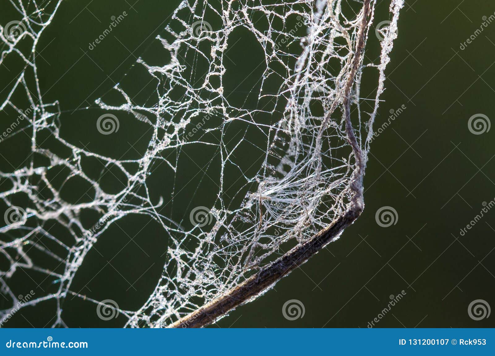 Close Look at a Torn and Raggedy Spider Web Stock Image - Image of ...