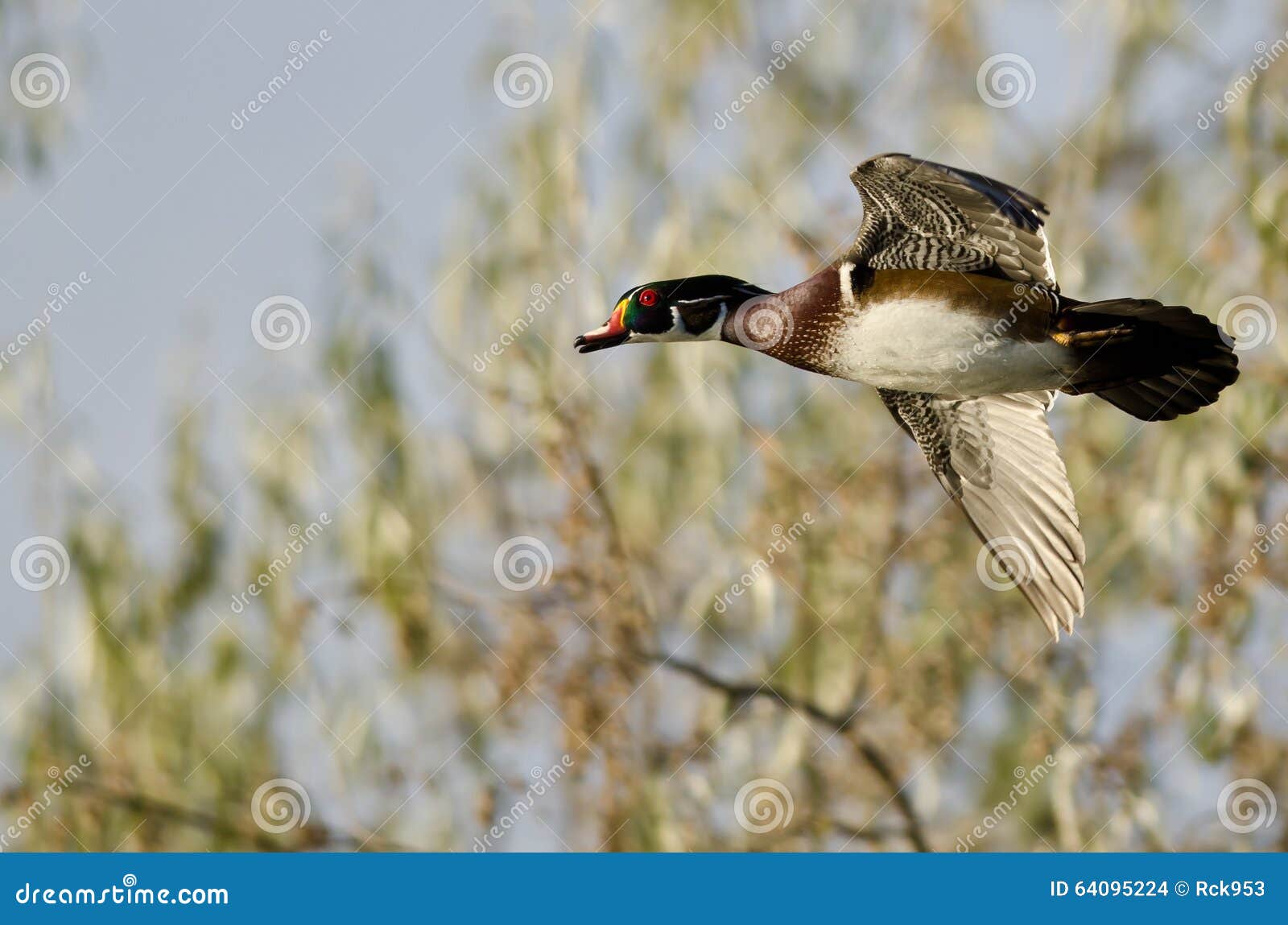 Close Look at Wood Duck in Flight Stock Photo - Image of brown, duck ...
