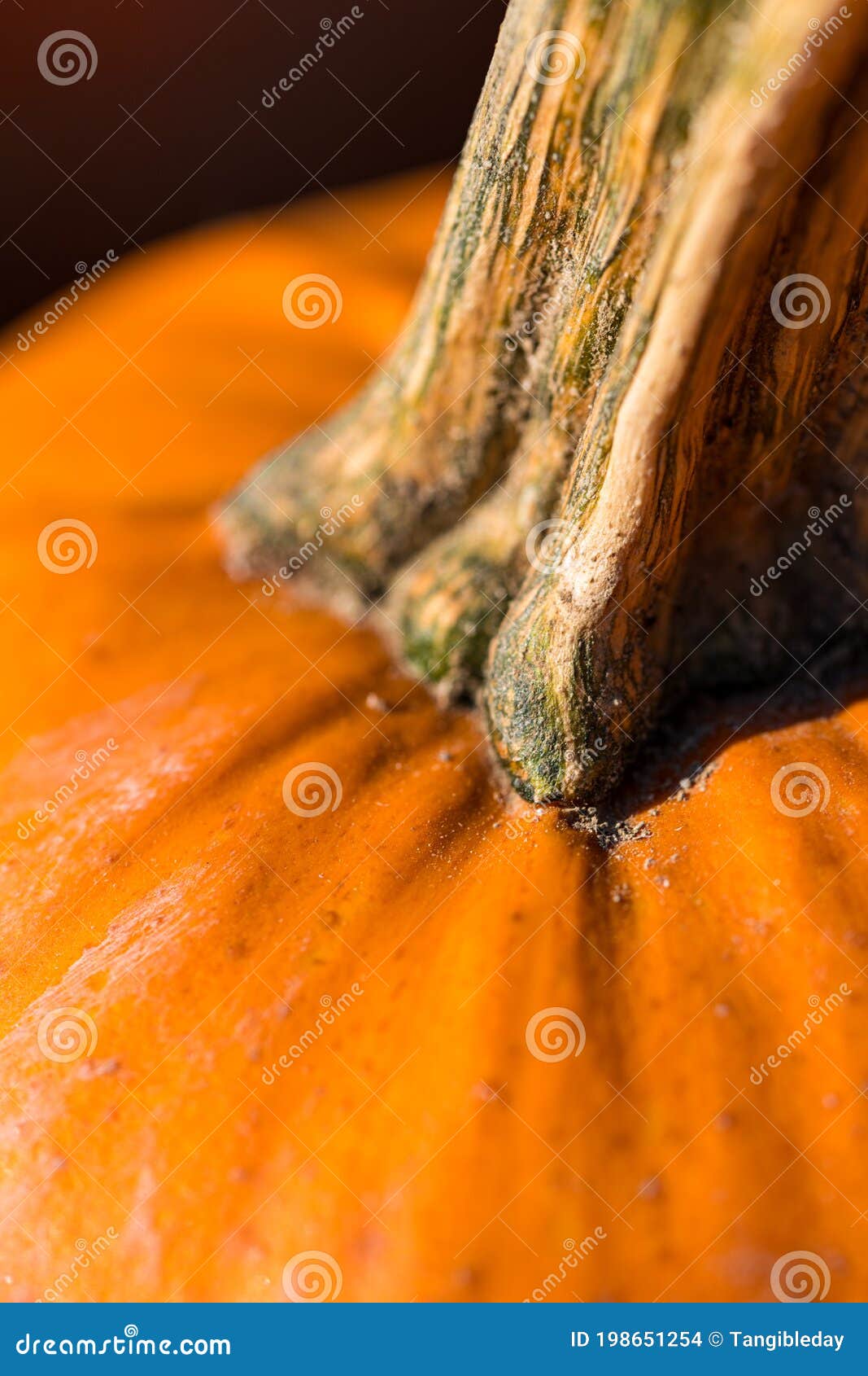 Close Macro of a Pumpkin Stem, Skin Stock Photo - Image of close, color ...