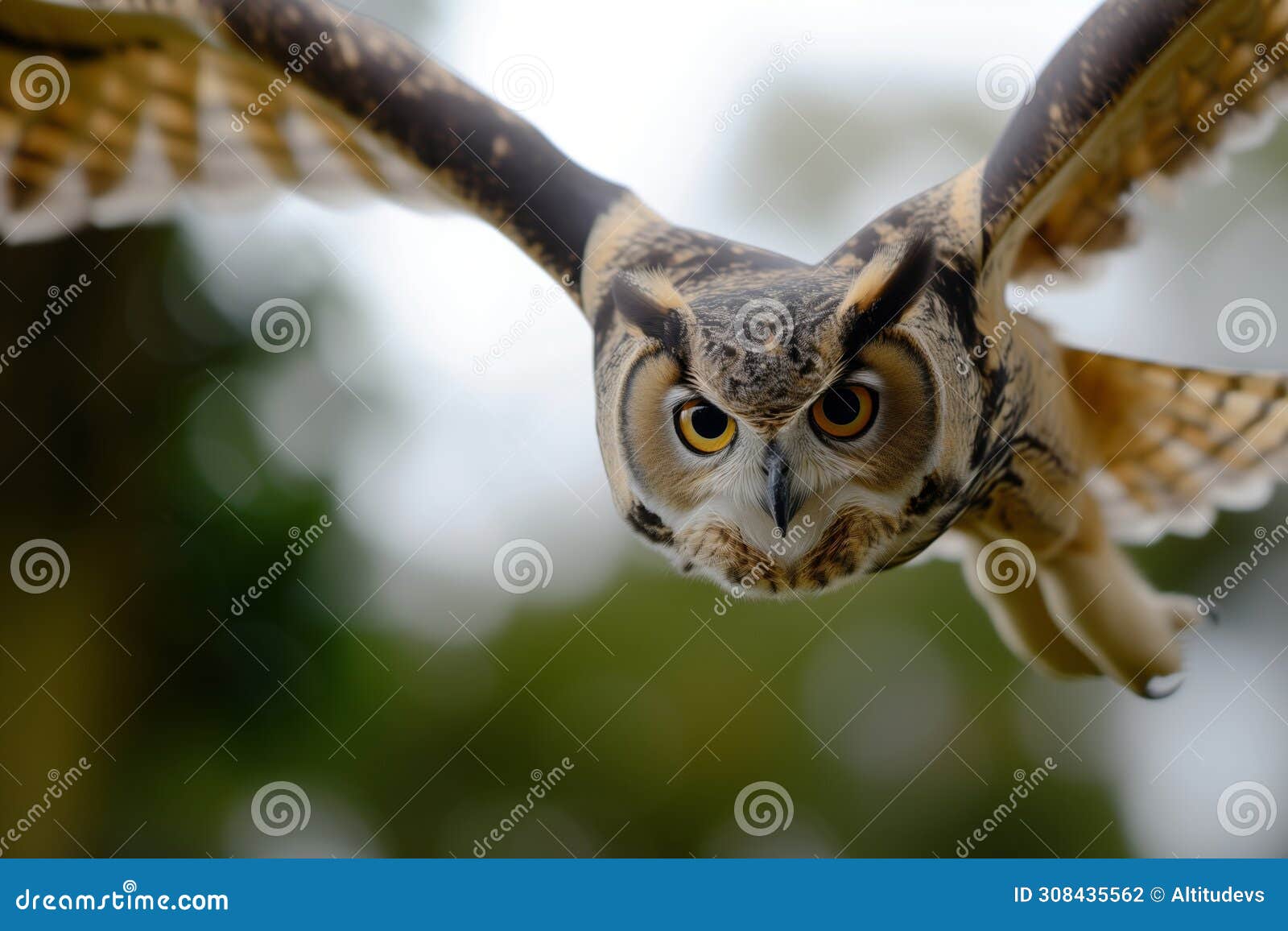 Close Midflight Capture, Owls Face Details Sharp, Background Blurred ...