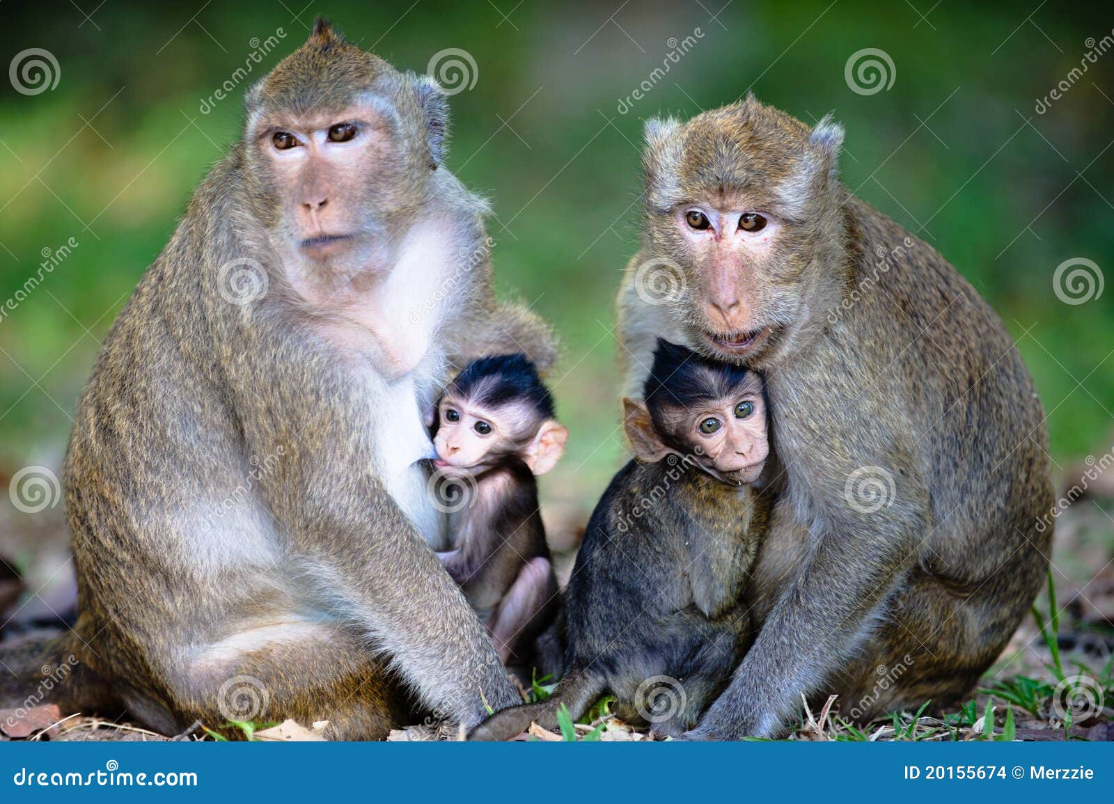 Close Monkey Family stock photo. Image of wild, adults - 20155674