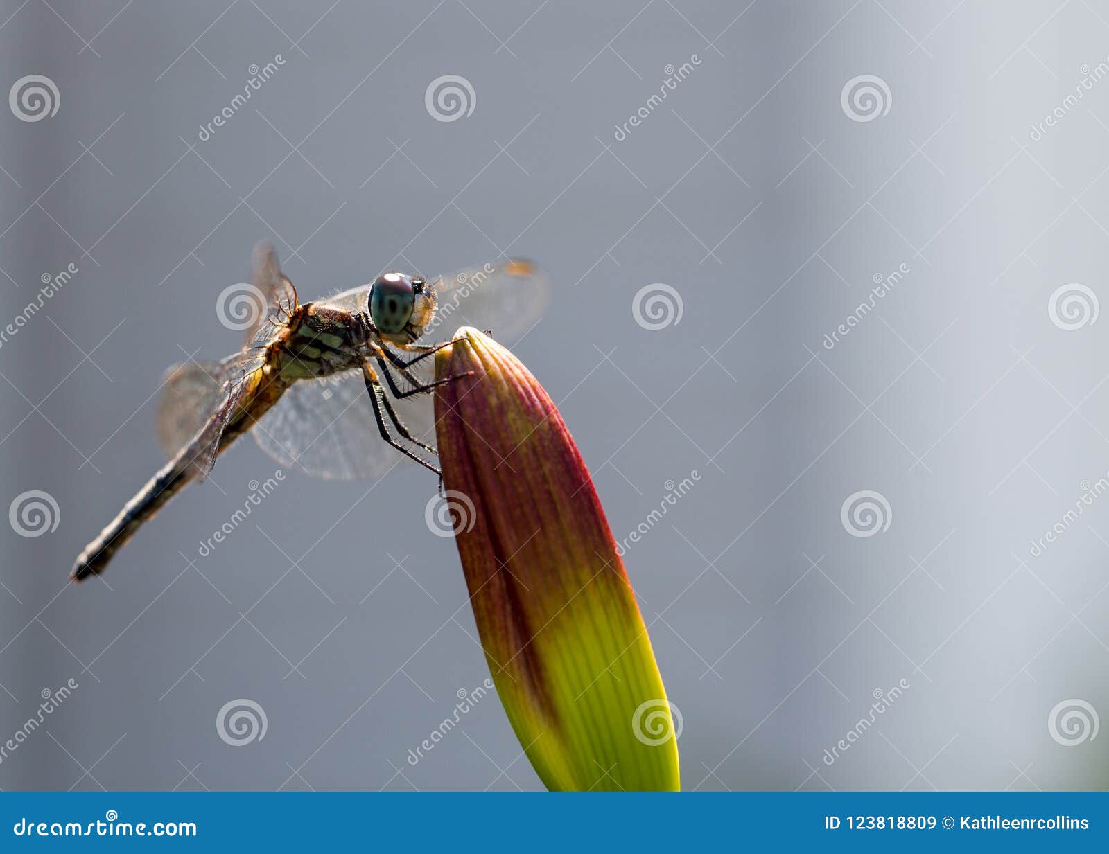 Dragonfly Resting of Flower Bud Stock Image - Image of insect, habitat: 123818809