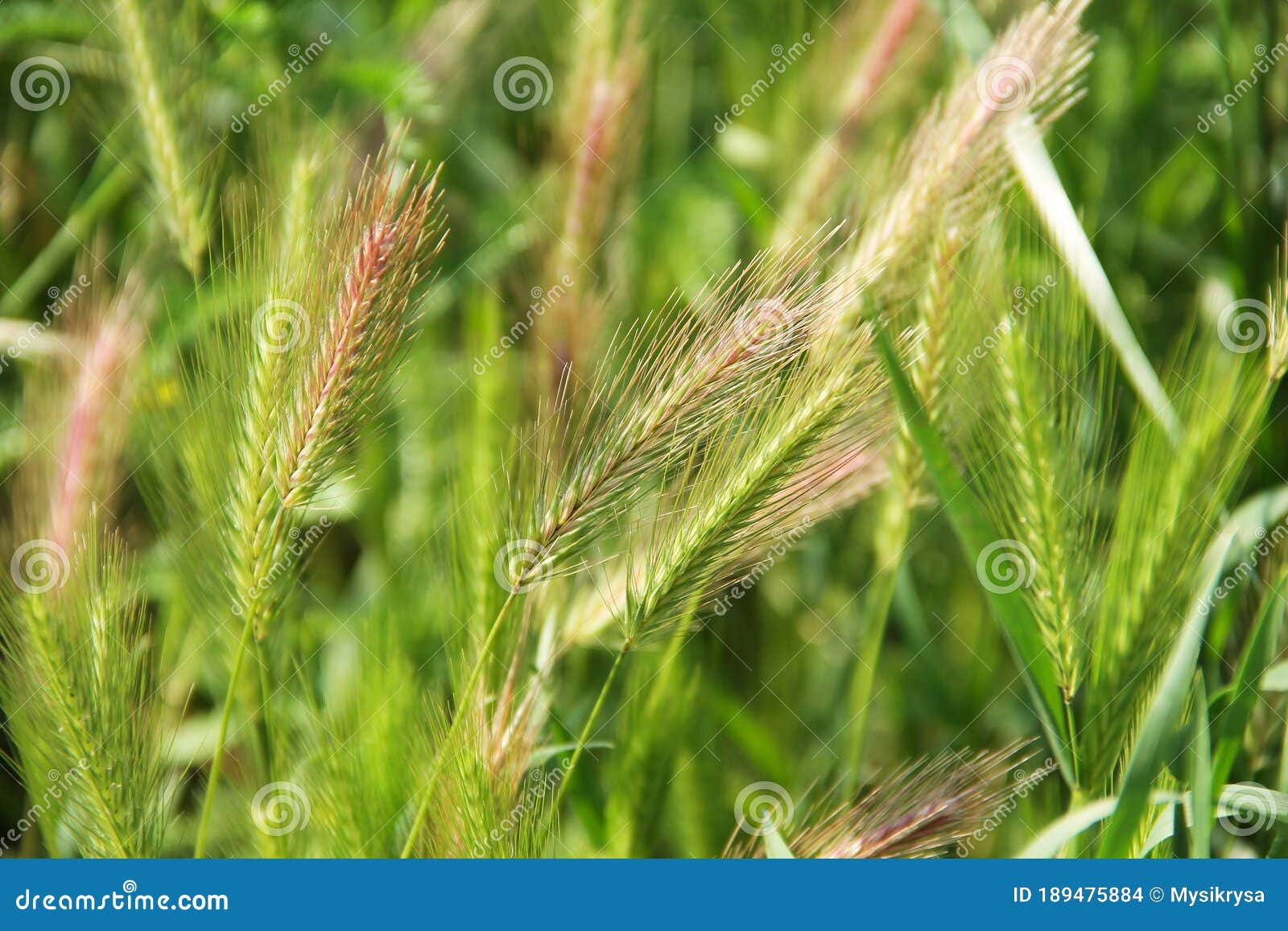 Fluffy grass stock photo. Image of gardening, ornamental - 189475884