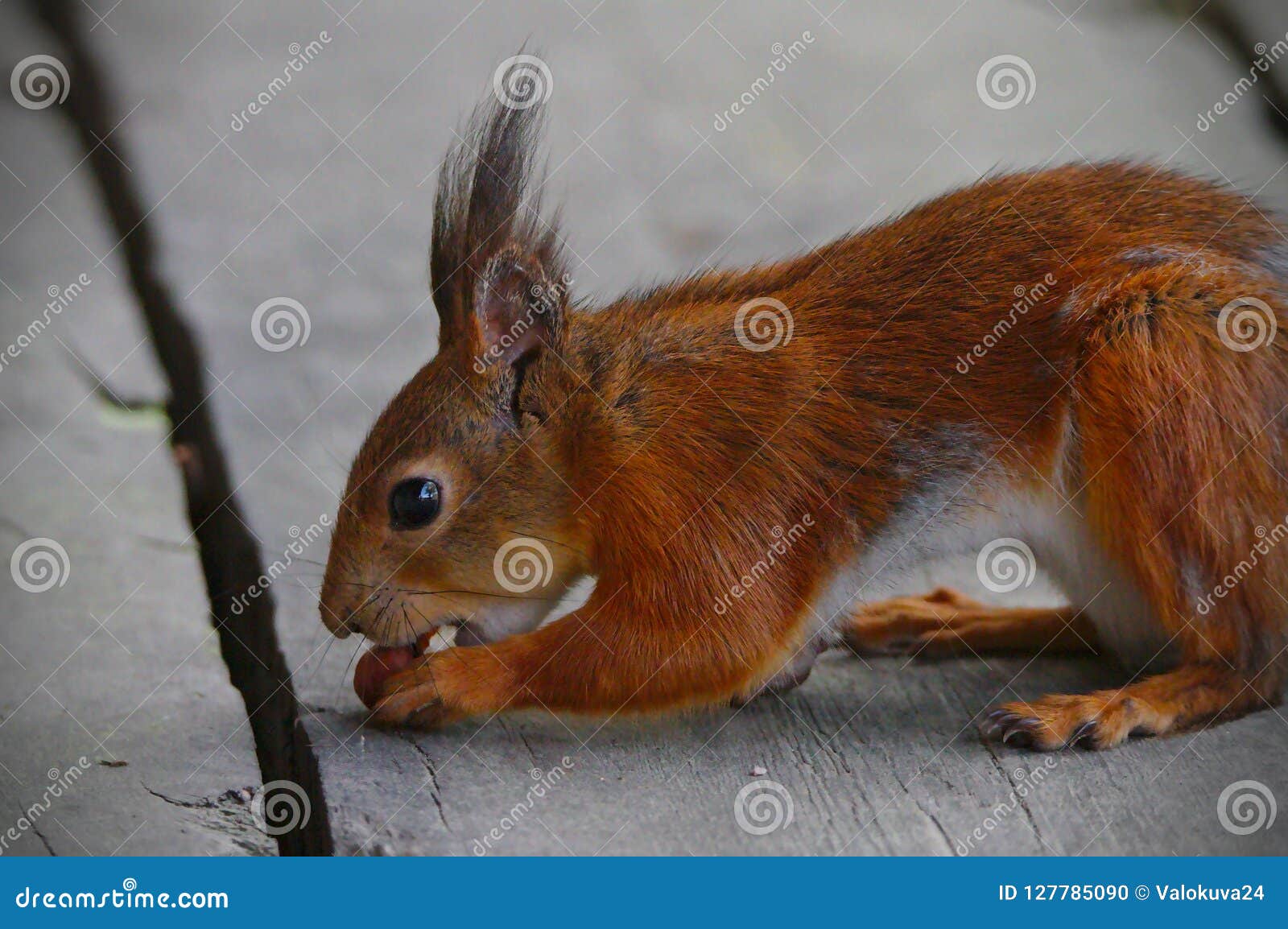 Squirrel and the nuts stock photo. Image of hungry, funny - 127785090