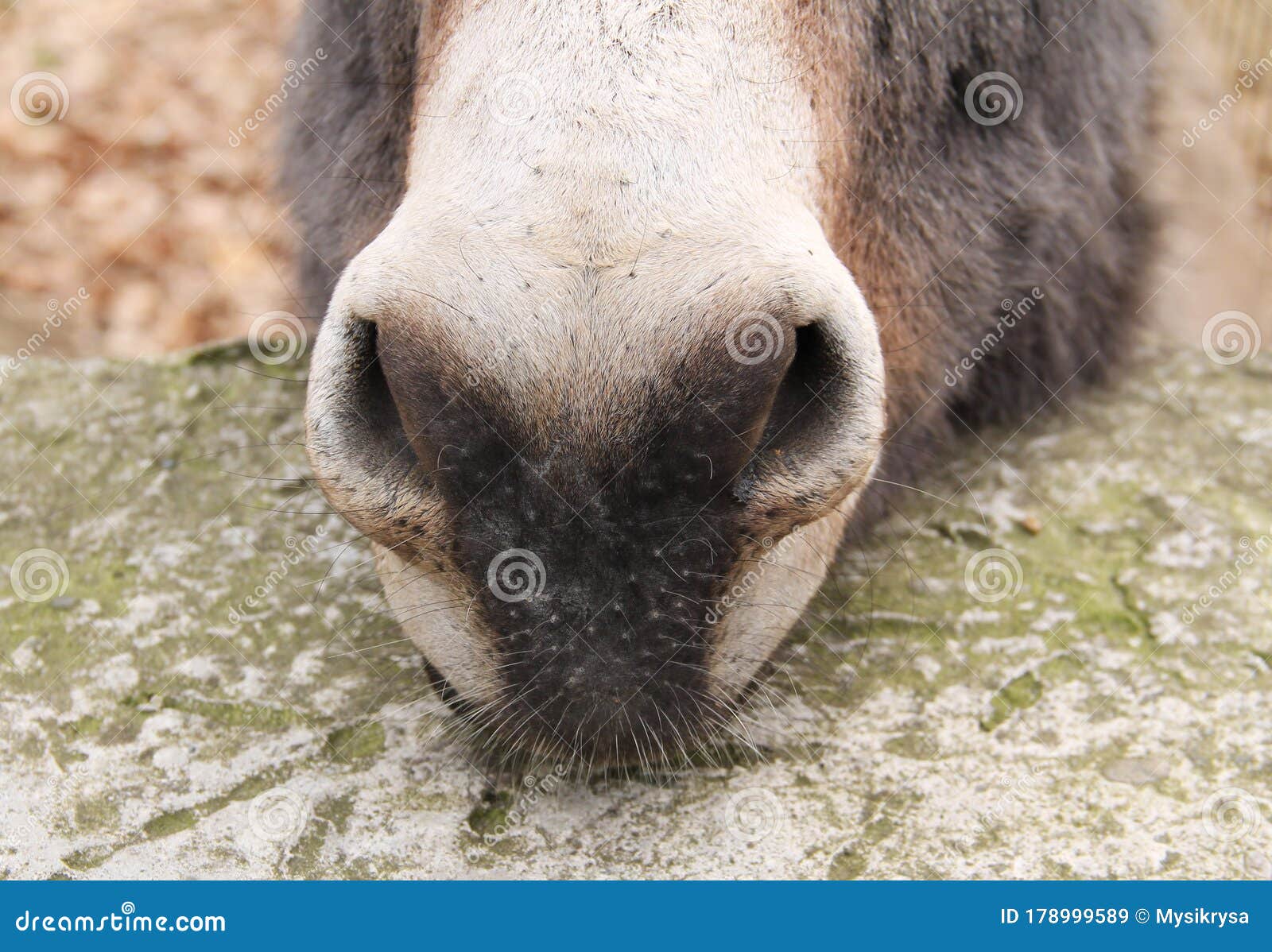 Nose of a donkey stock image. Image of muffle, cute - 178999589