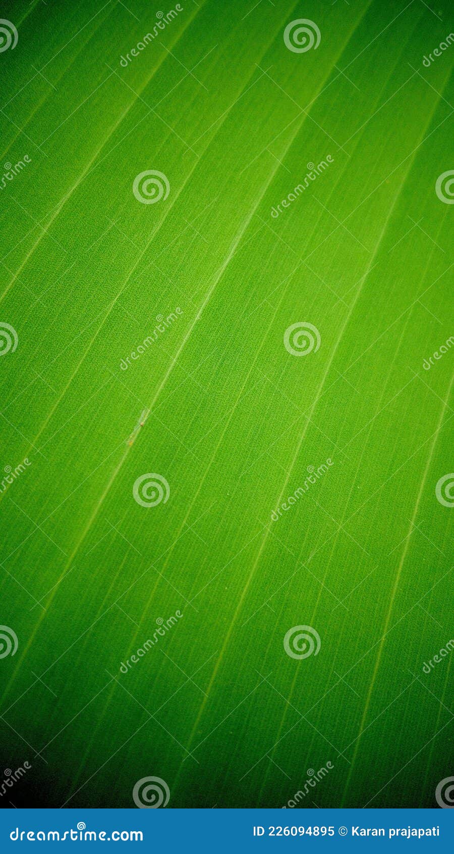 Close Photograph of Banana Leaves Texture Stock Image - Image of ...
