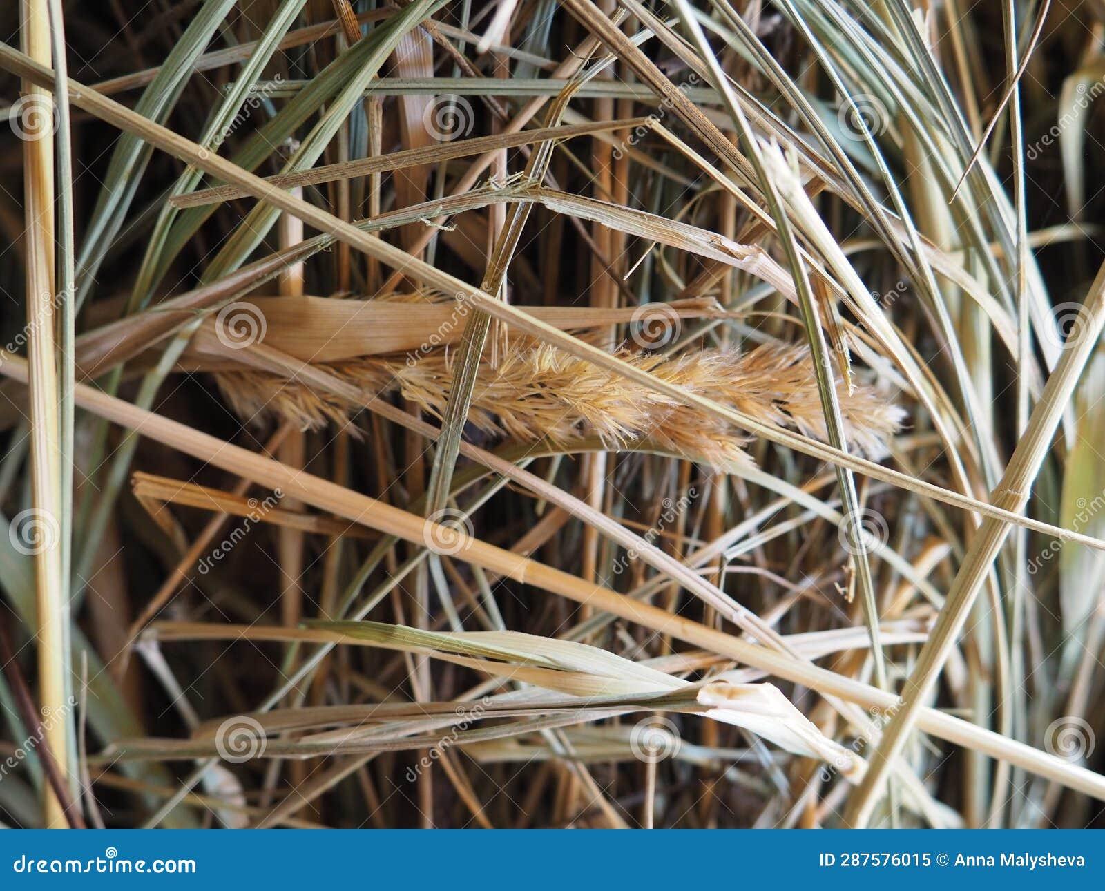 Close Photographed Dry Grass, Hay Stock Image - Image of twig ...