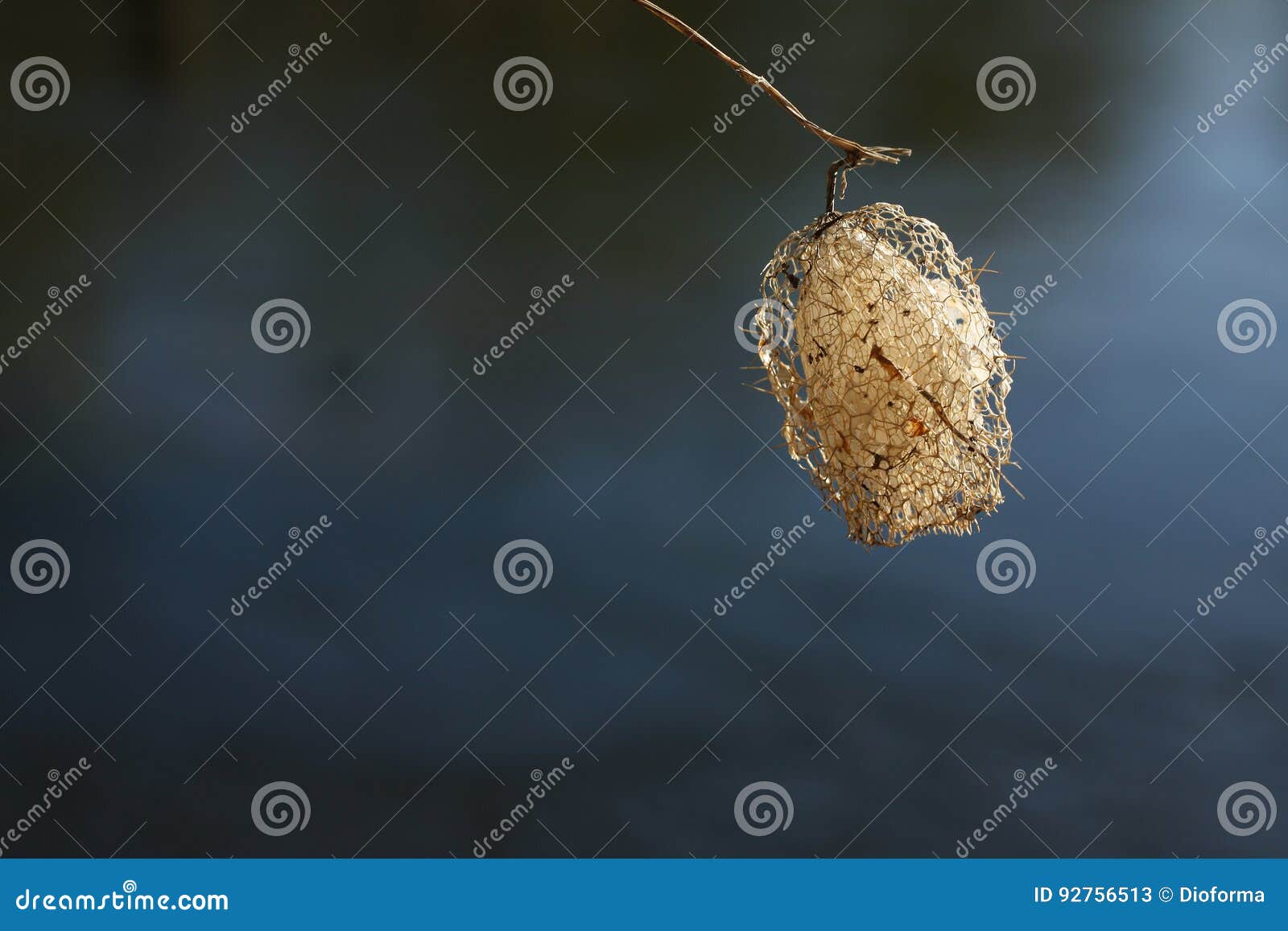 Close Photos of Insect Cocoon River on the Background of Water. Stock ...