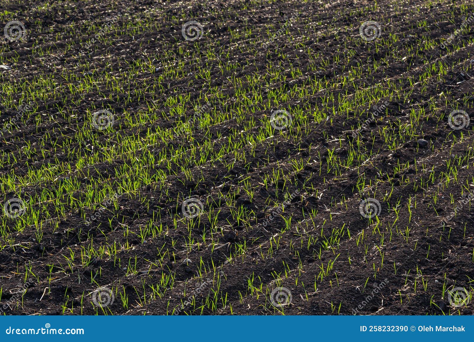 With Close Pitch Spring Wheat in Good Condition Stock Photo - Image of ...