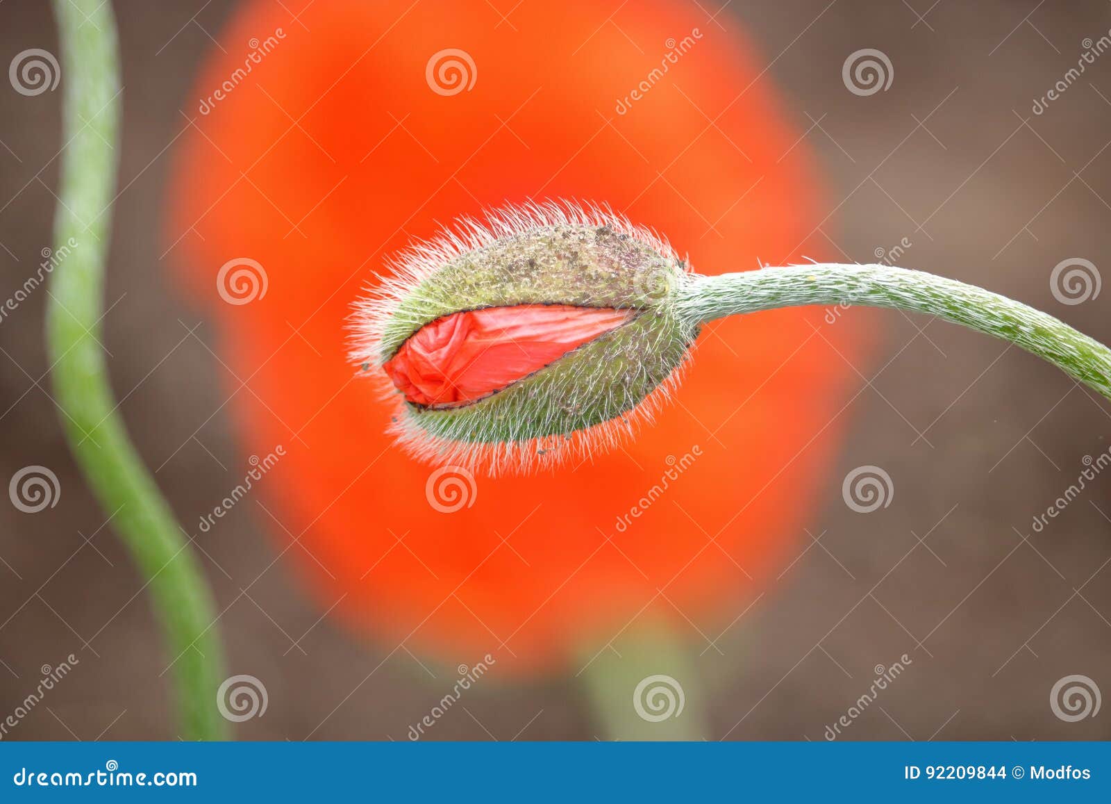 Close on a Poppy Flower Bulb Stock Photo - Image of flower, close: 92209844
