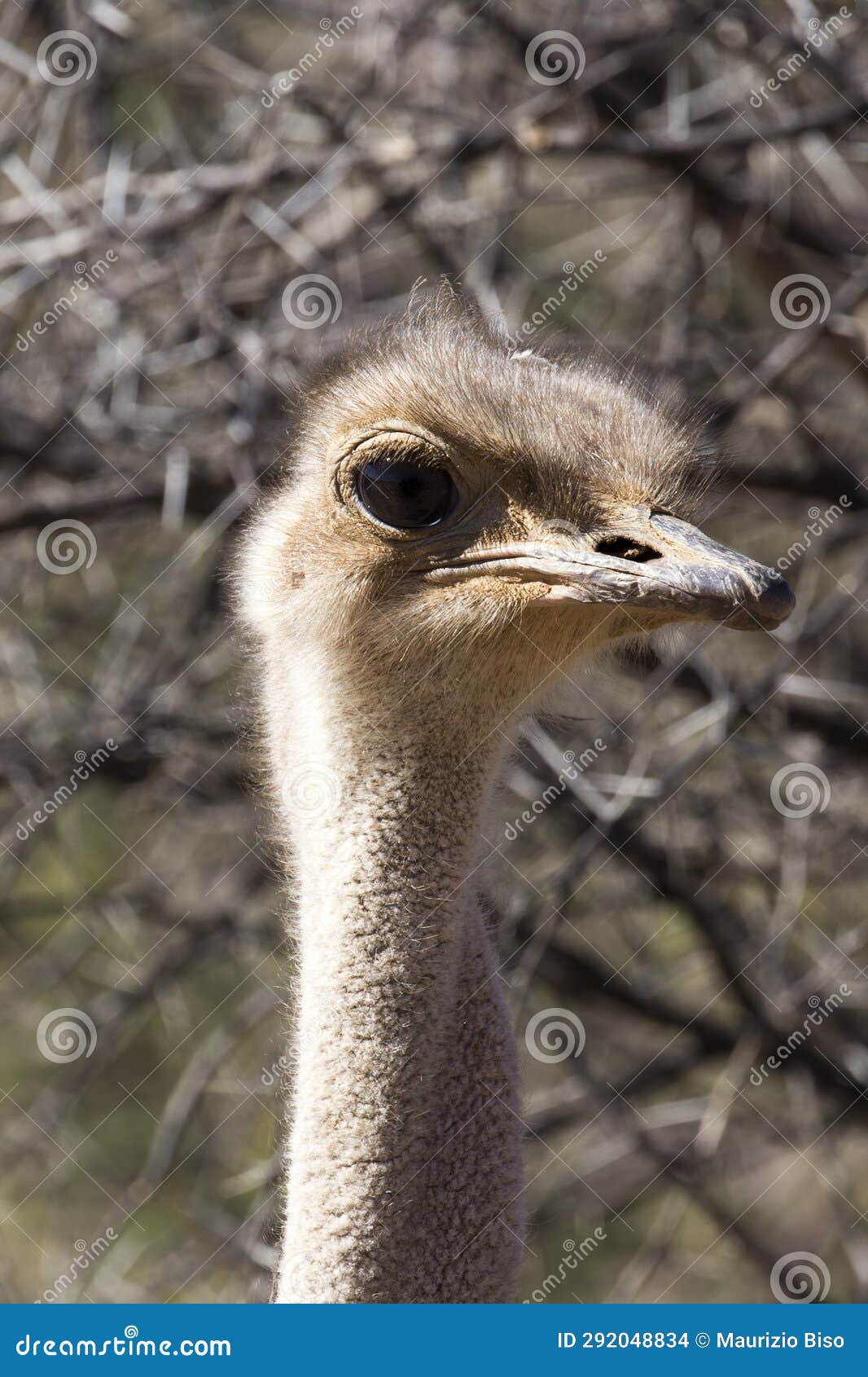 A Close Portrait of a Beautiful Ostrich Stock Photo - Image of curious ...