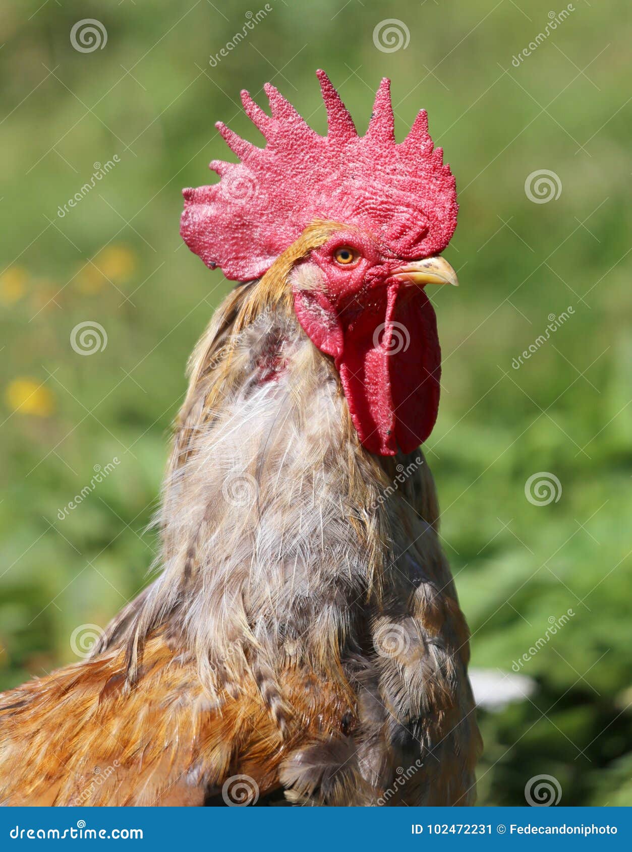 Close Portrait of a Big Rooster with the Red Comb Stock Image - Image ...