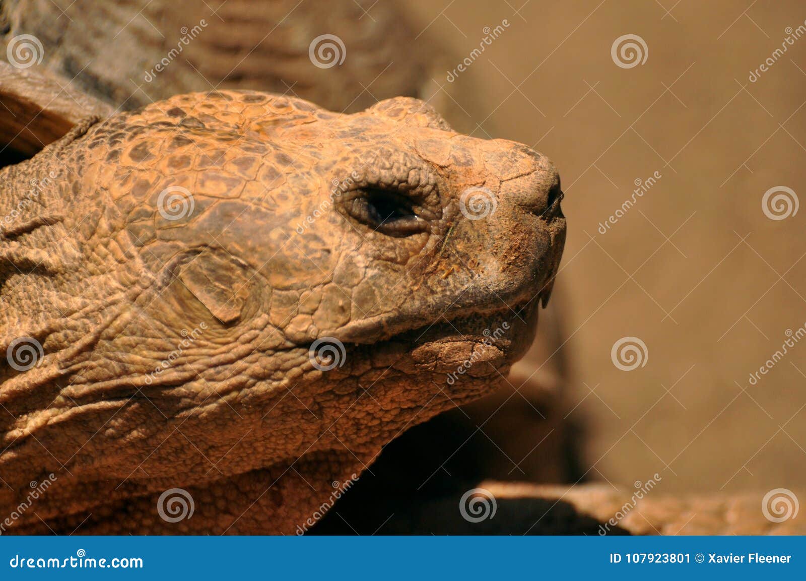 Portrait of a Big Turtle stock image. Image of shell - 107923801