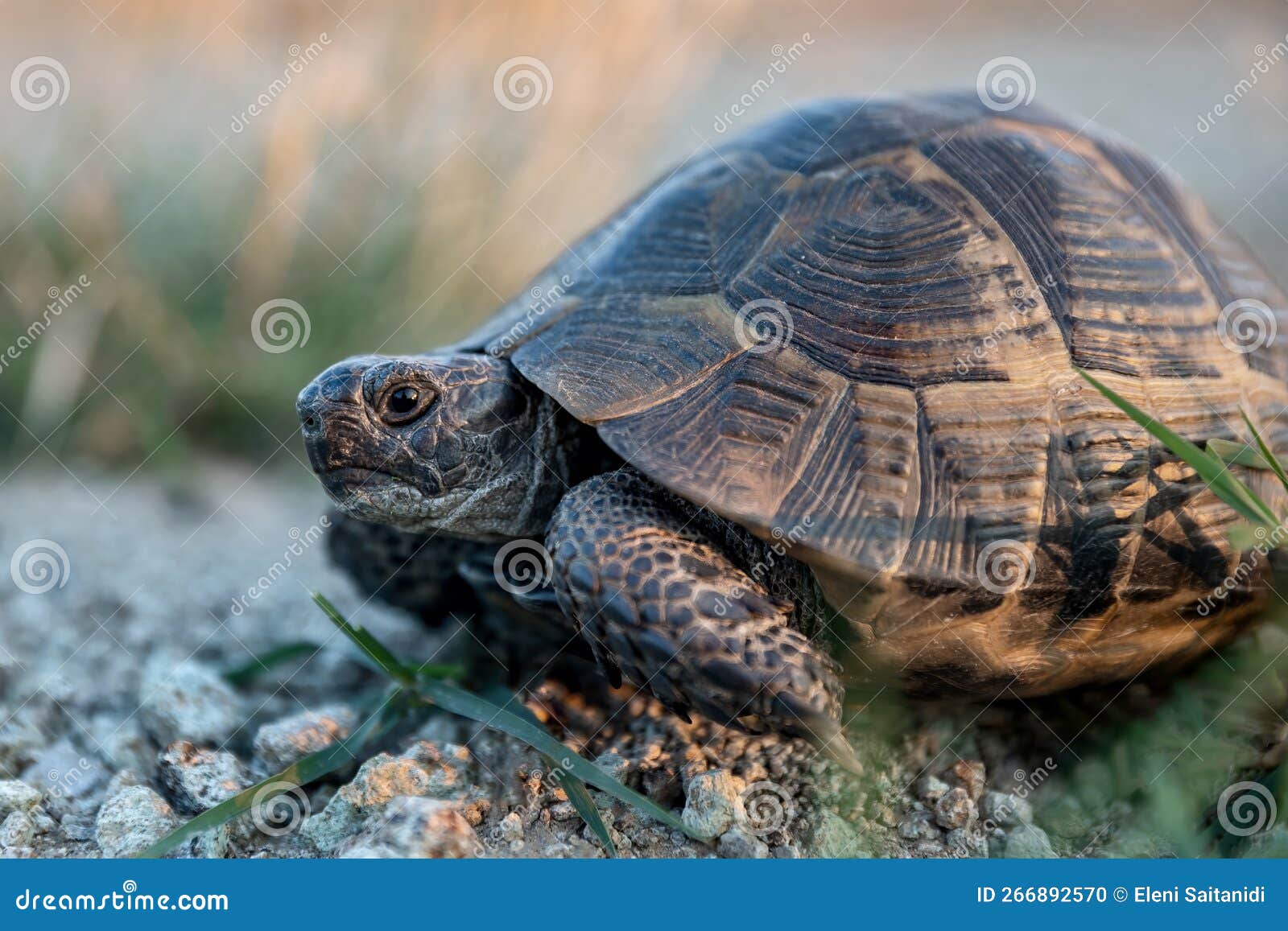 Close Portrait Turtle on the Ground Stock Photo - Image of nature ...