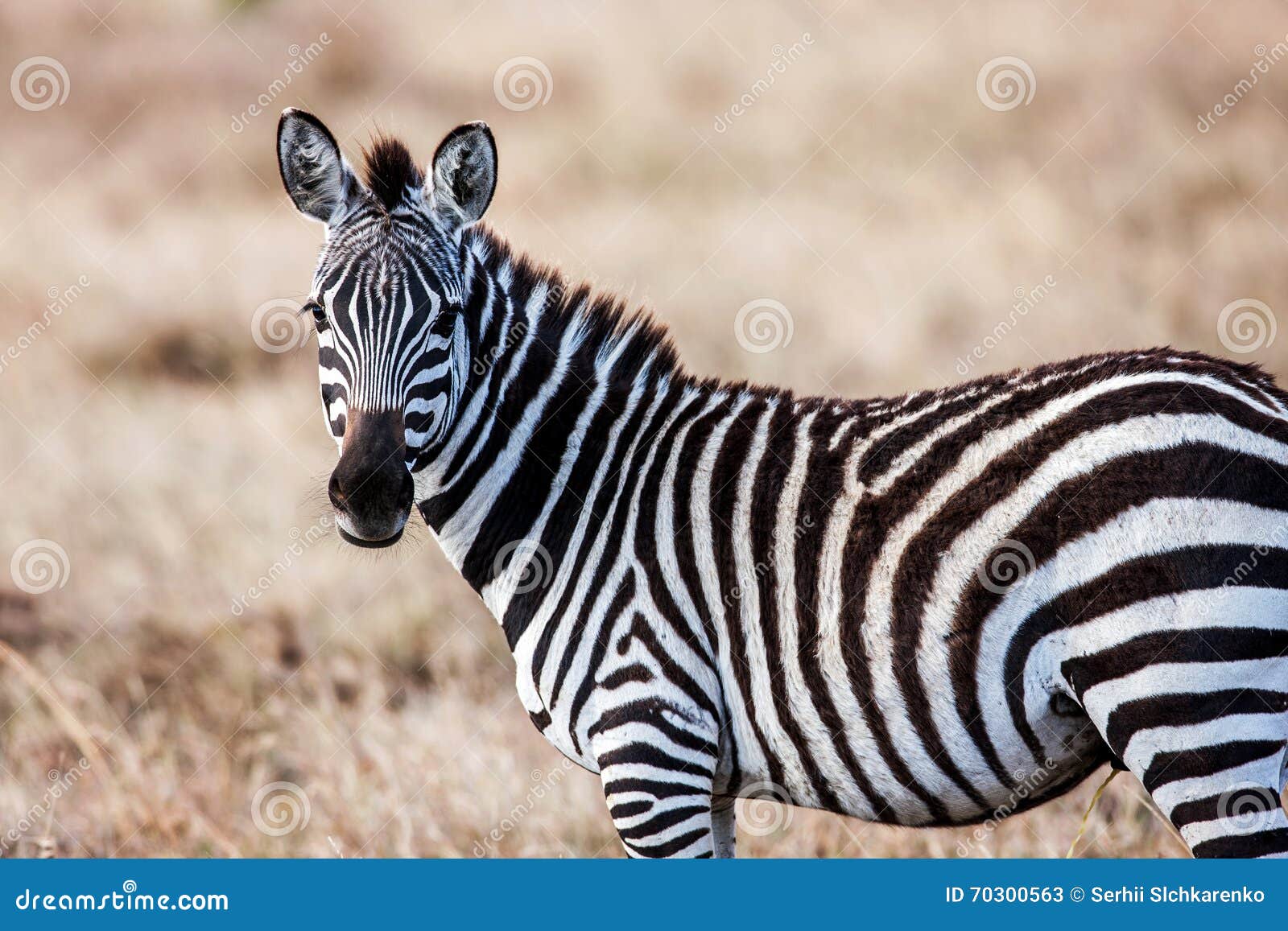 Close Portrait of the Zebra Curiously Looking at Camera, Africa. Stock ...