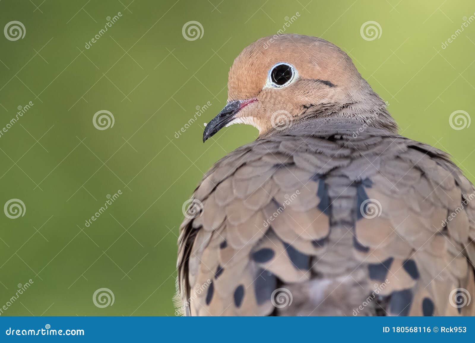 Close Profile of a Mourning Dove while Perched on a Branch Stock Photo ...