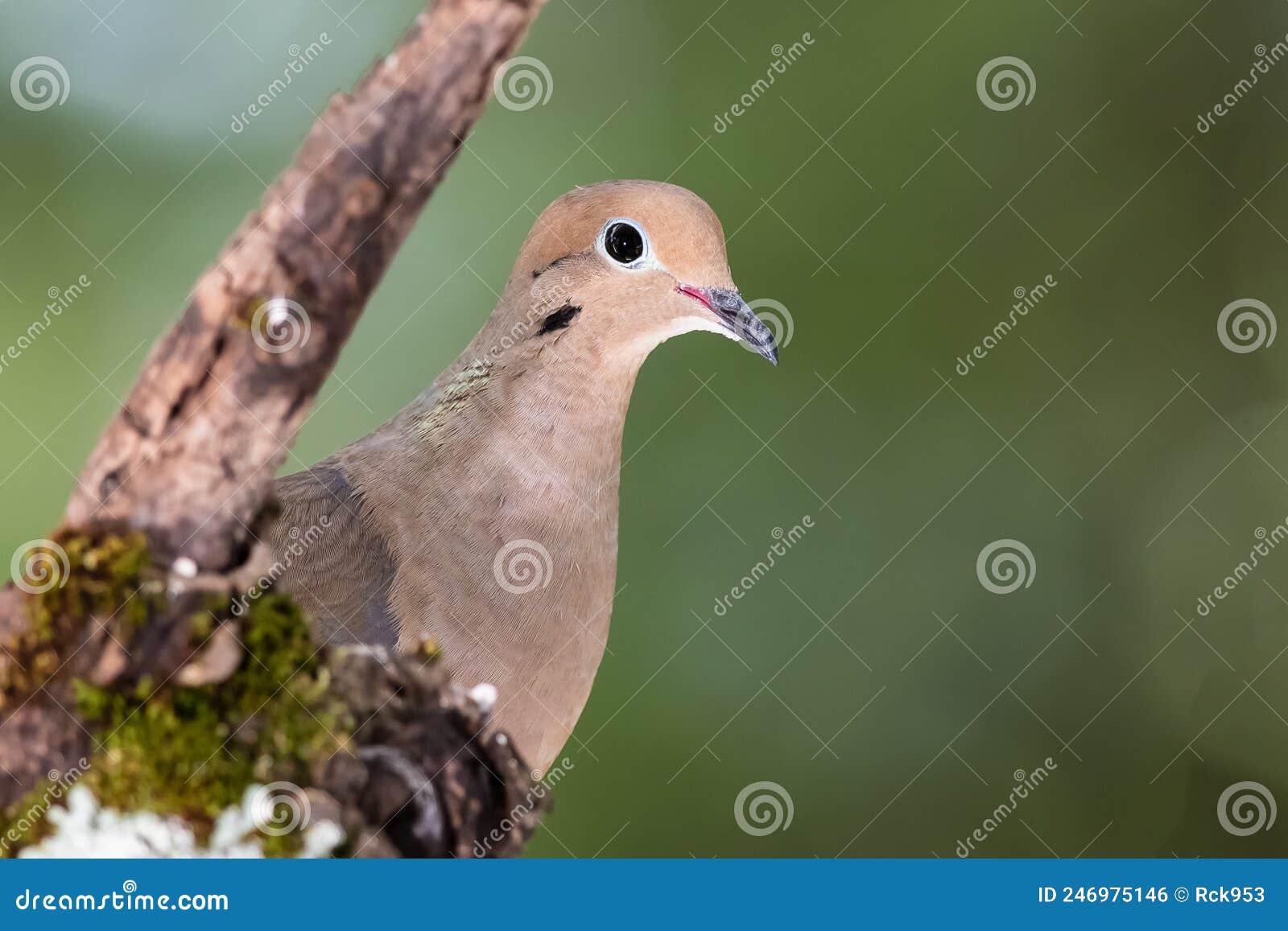 Close Profile of a Mourning Dove while Perched on a Branch Stock Photo ...