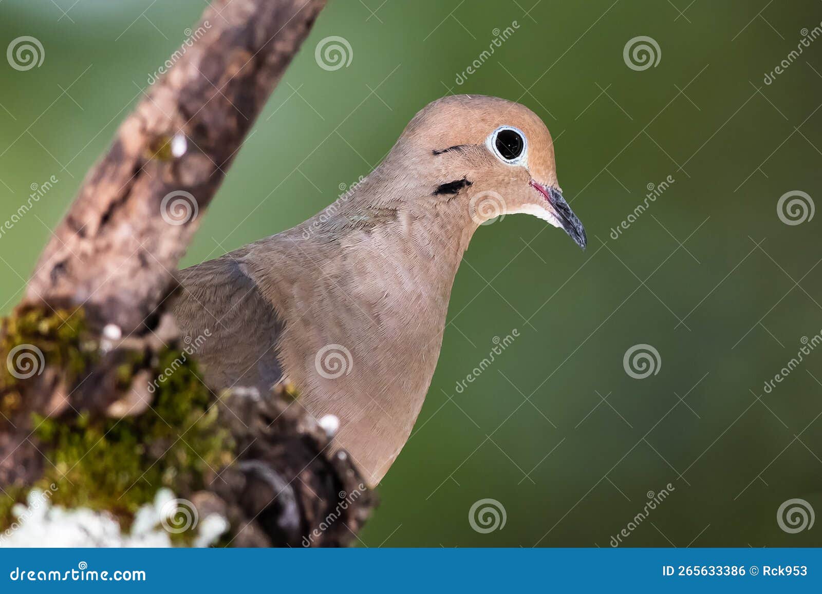 Close Profile of a Mourning Dove while Perched on a Branch Stock Photo ...