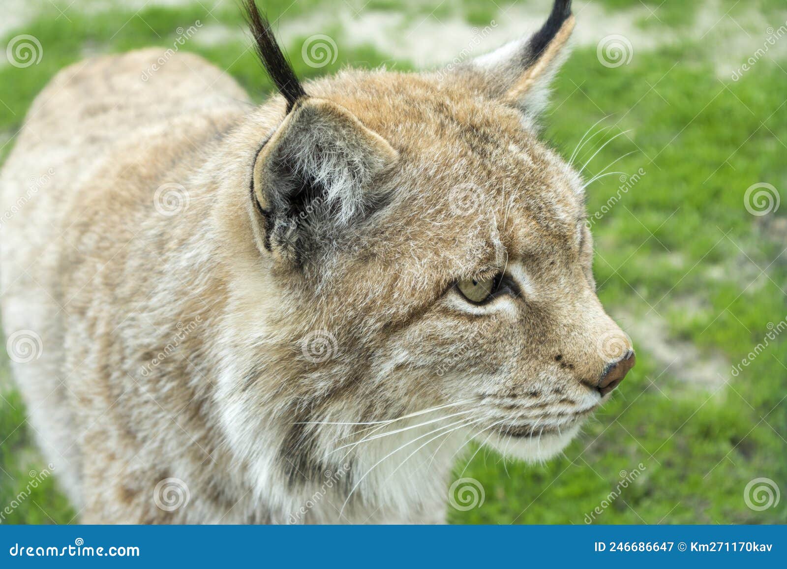 A Close Profile View of a Eurasian Lynx Stock Image - Image of grass ...
