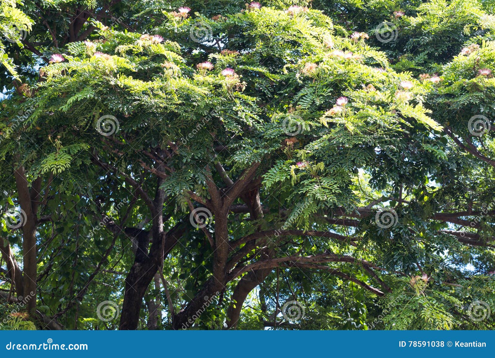 Close-rain Tree Branches and Leaves. Stock Photo - Image of leaf ...