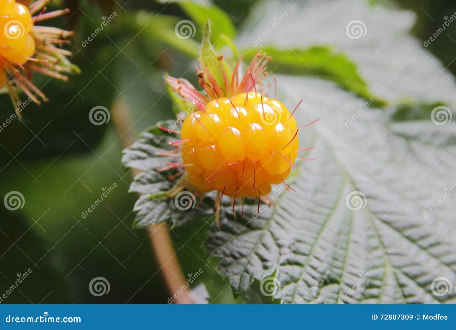 Close on Raspberry Ripening Stock Image - Image of healthy, nature ...