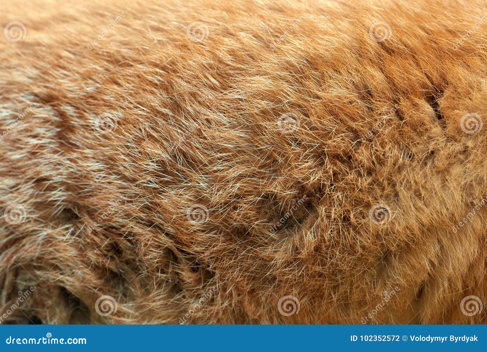 Real Texture of Red Fox Fur Stock Photo - Image of detail, decor: 102352572
