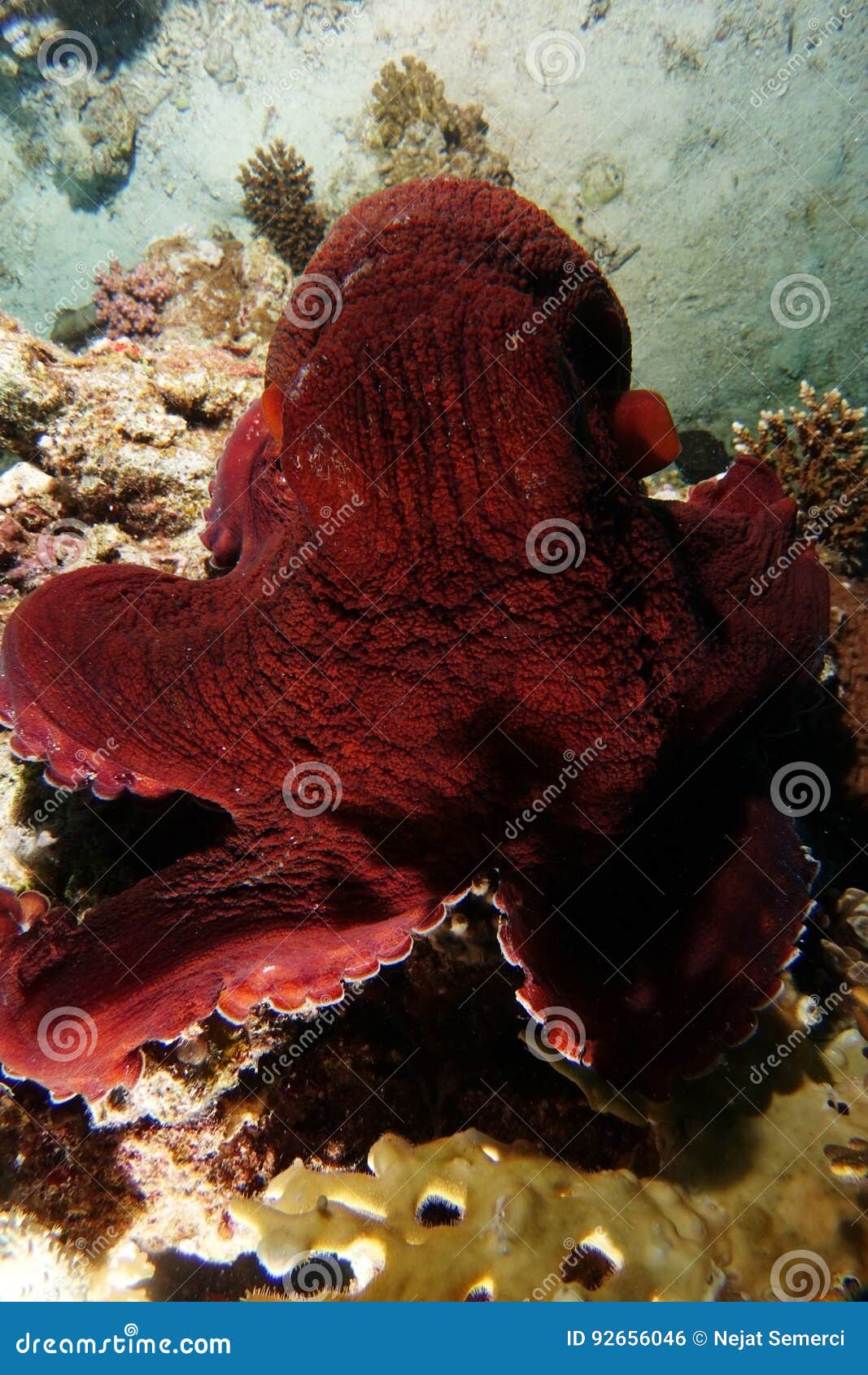 Close Red Octopus Over the Coral Reef Stock Photo - Image of blue ...