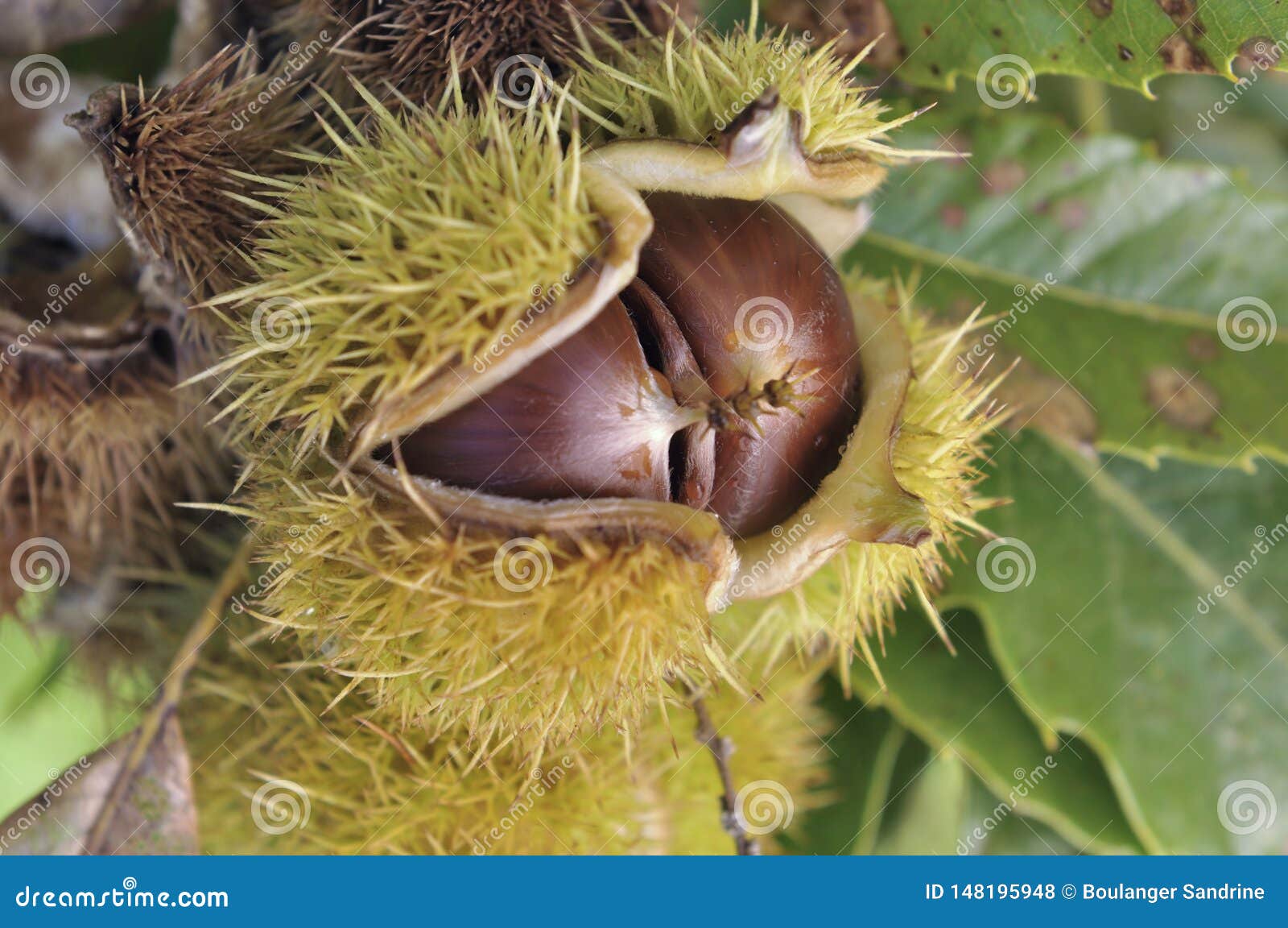 Chestnuts in a Open Shell in the Tree Stock Photo - Image of closeup ...