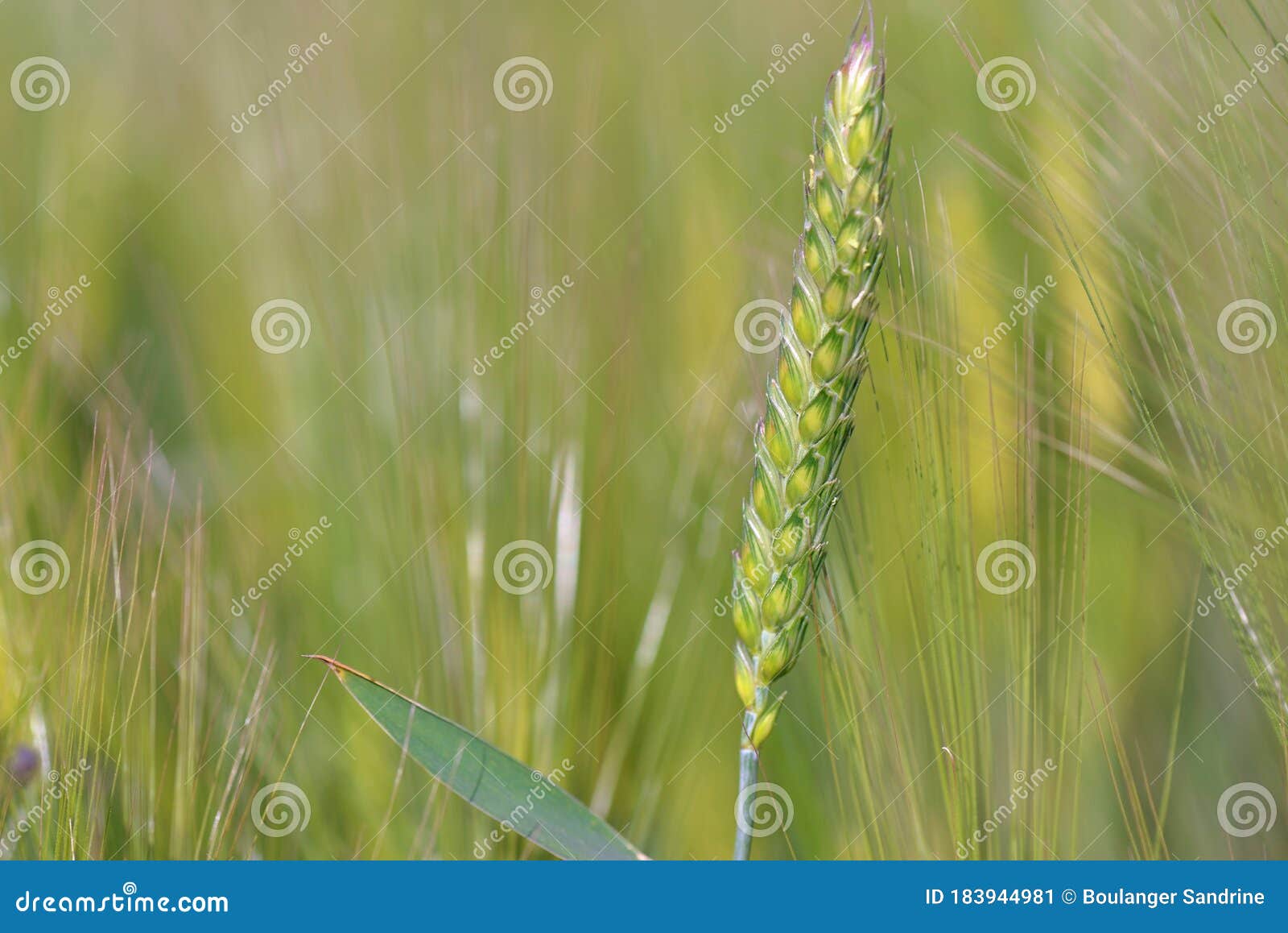 Rye of Green Wheat Growing in a Field Stock Image - Image of cereal ...