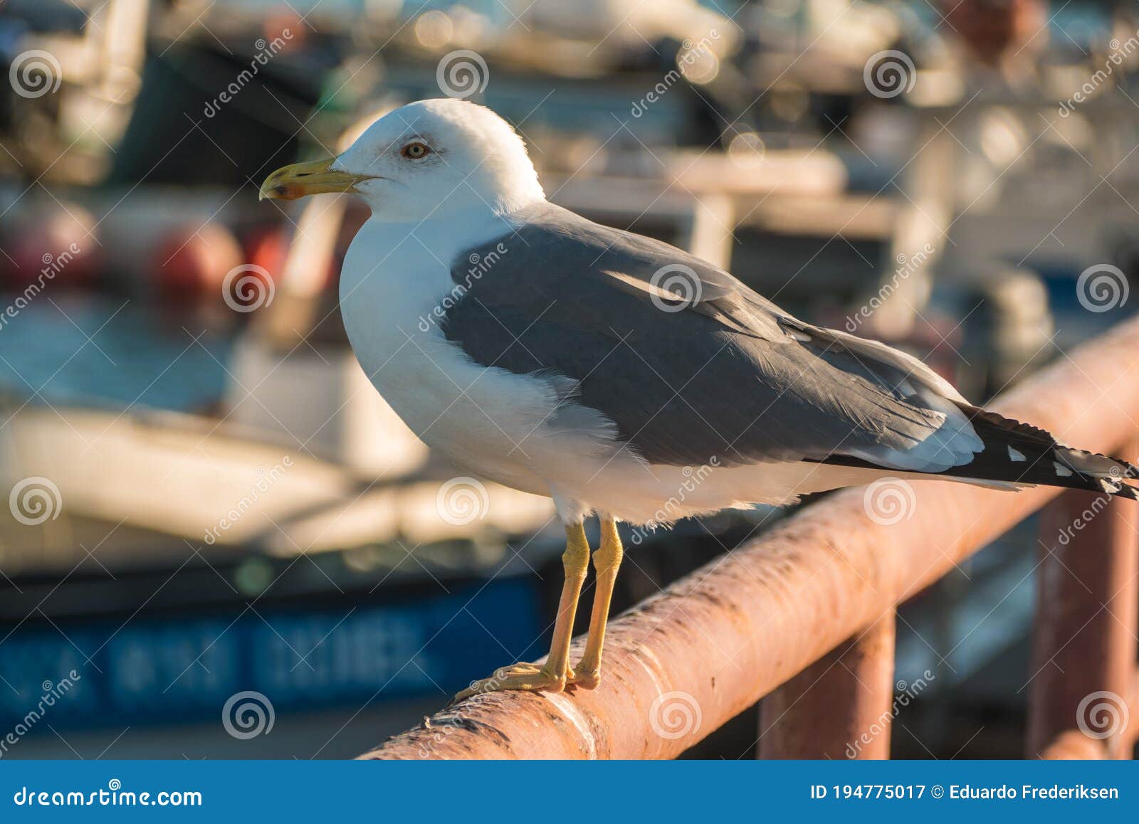 Close of Seagull Standing in the Pier Stock Image - Image of wildlife ...