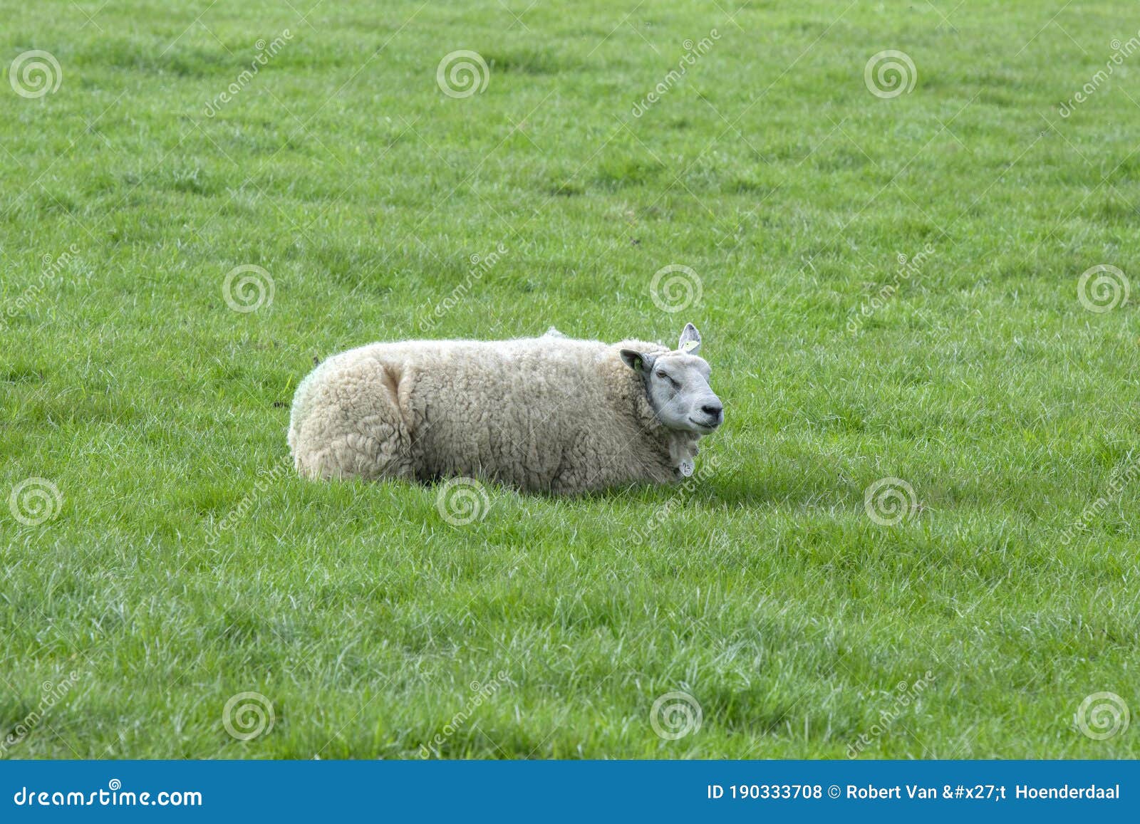 Close of a Sheep Sitting at Abcoude the Netherlands 15-4-2019 Stock ...