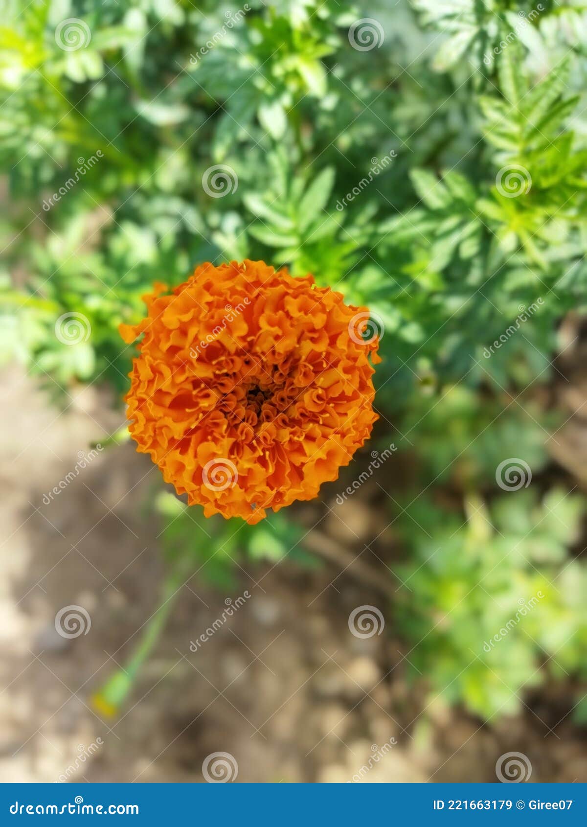 Close Shoot of Indian Marigold Flower Stock Image - Image of green ...