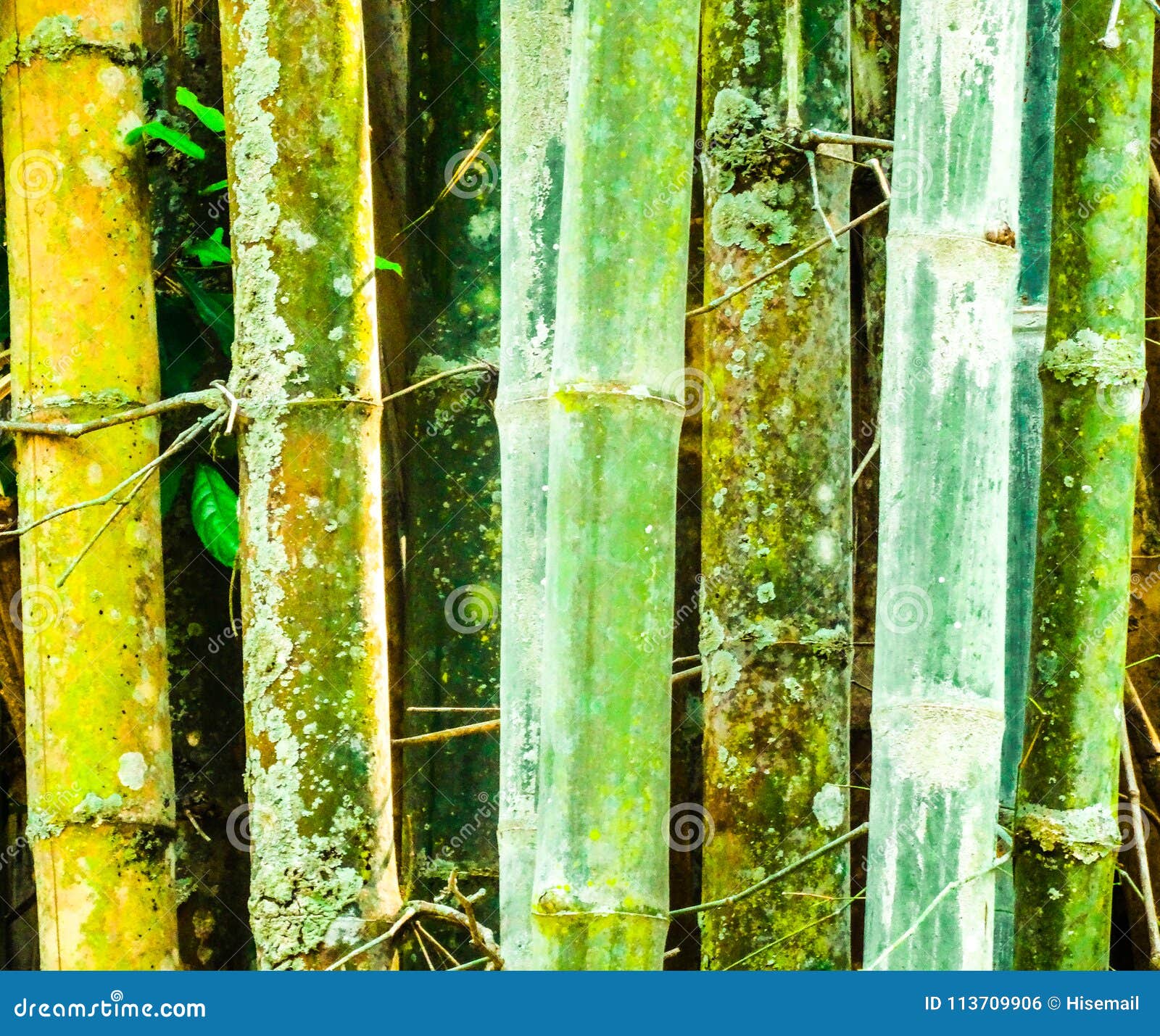 Bamboo stems 4.5x3.8 stock photo. Image of pattern, stems - 113709906