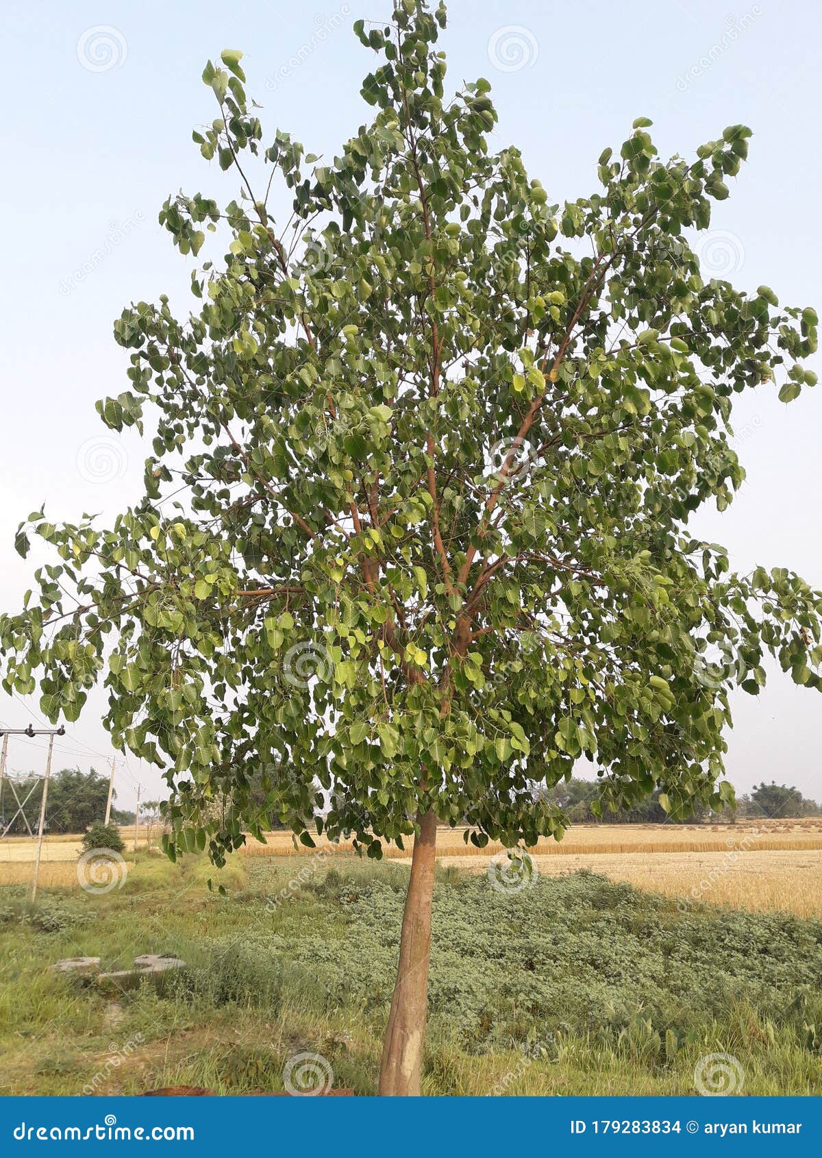 Close Shot of Banyan Tree with Green Leaves Stock Photo - Image of ...