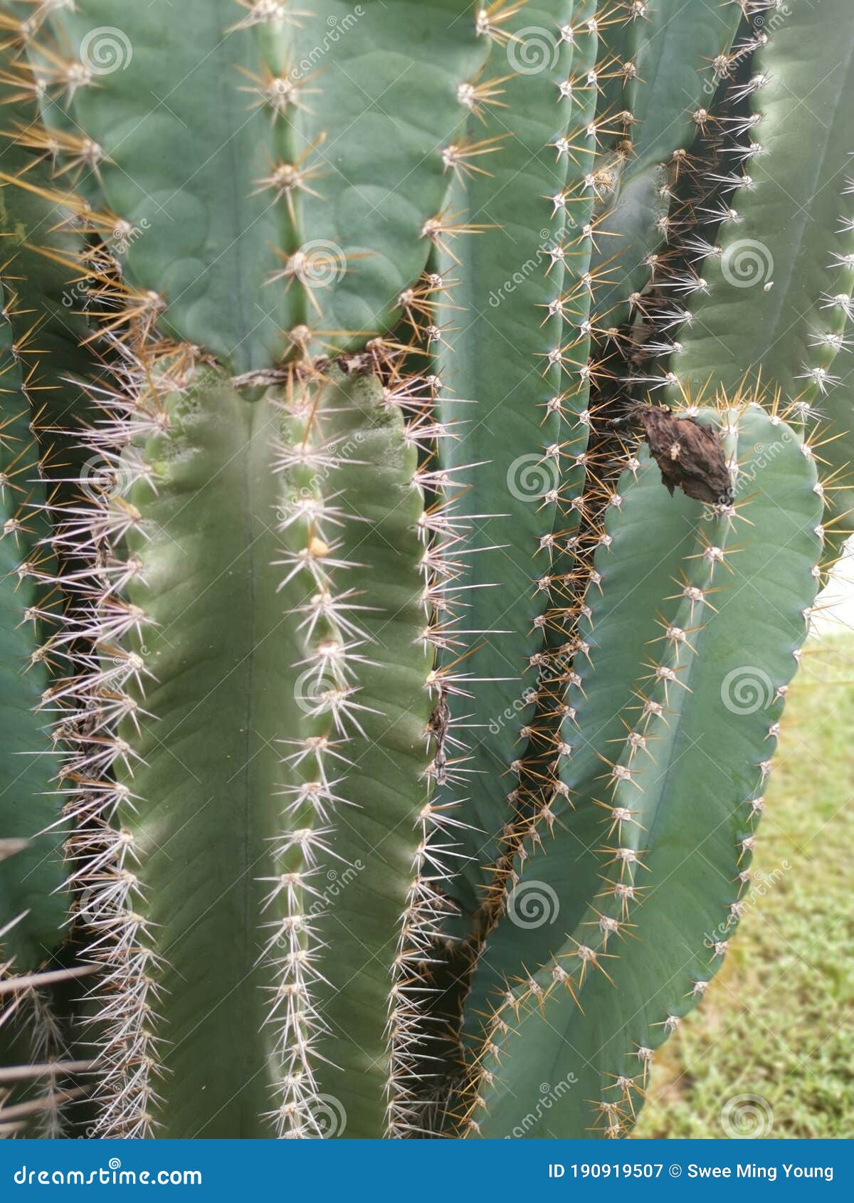 Close Shot of Barbed-wire Cactus Stock Image - Image of environment ...