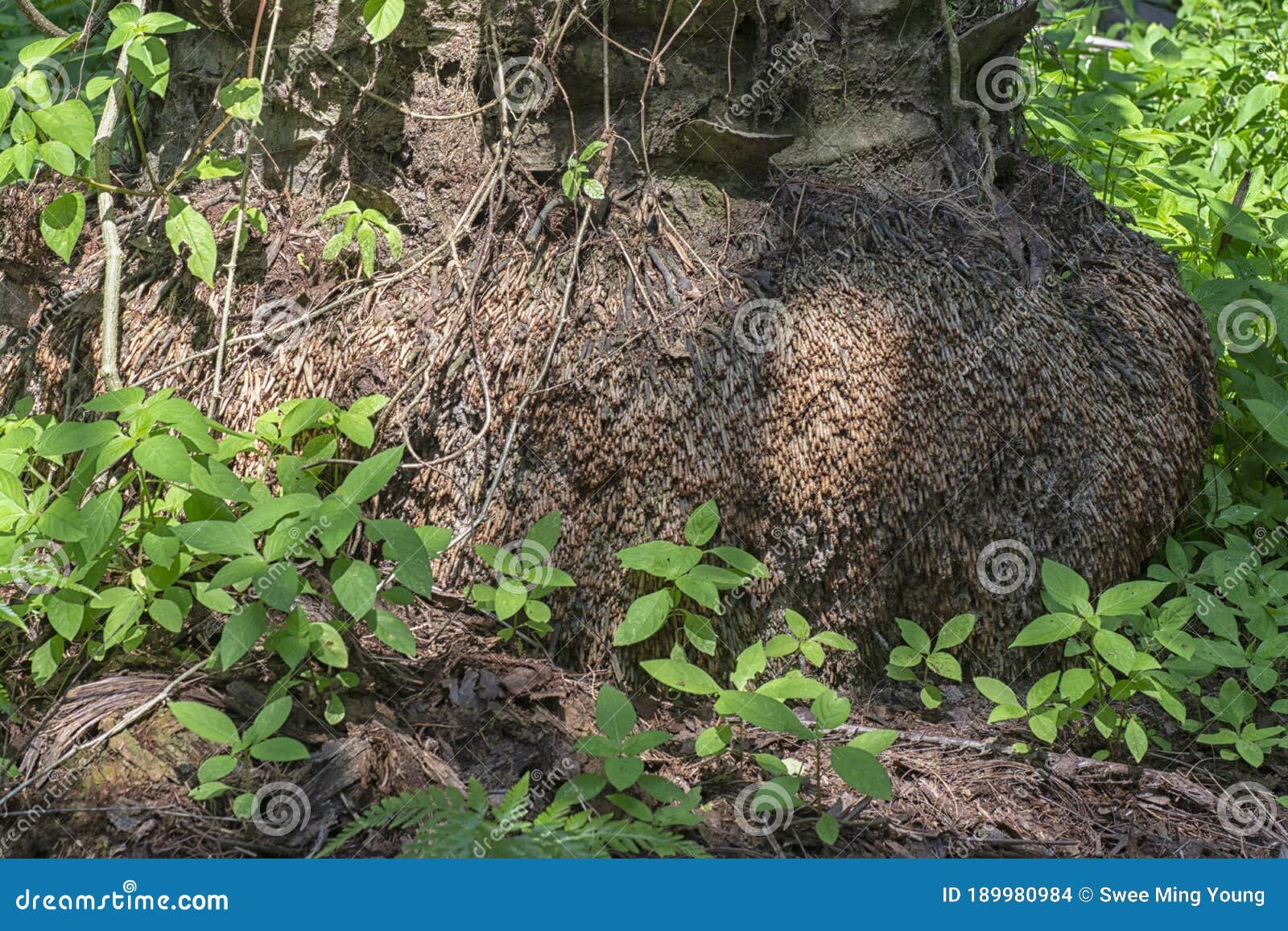 Texture of the Rooty Out of the Trunk Stock Photo - Image of girdle ...