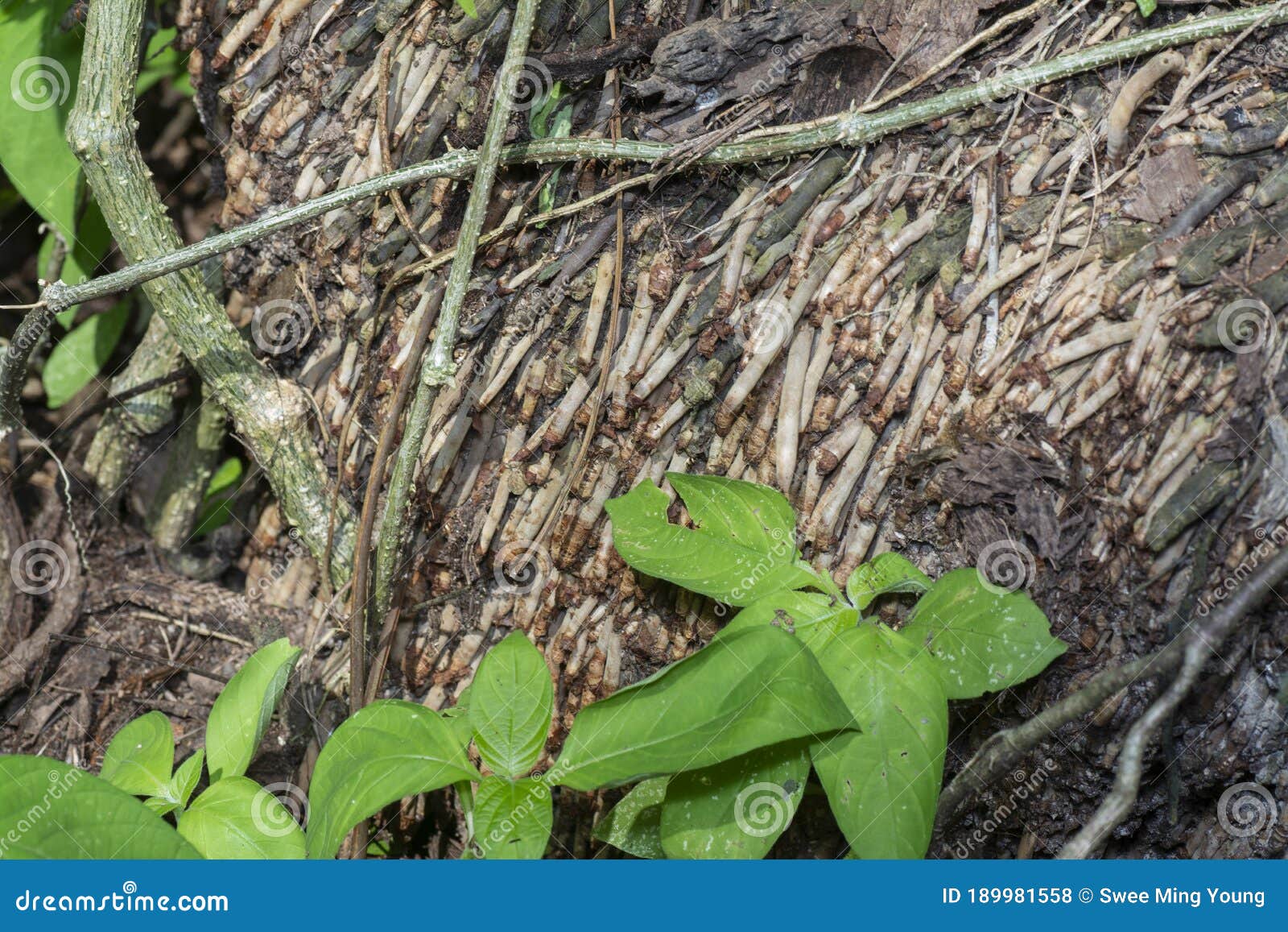 Texture of the Rooty Out of the Trunk Stock Photo - Image of bark ...