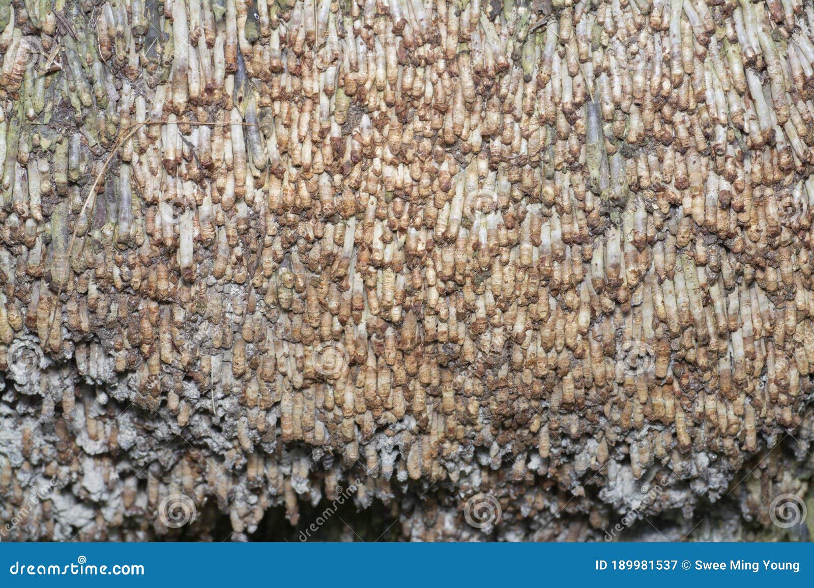 Texture of the Rooty Out of the Trunk Stock Image - Image of branch ...