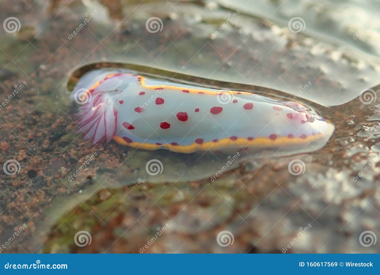 Close Shot of a Beautiful Sea Slug in the Water Stock Image - Image of ...