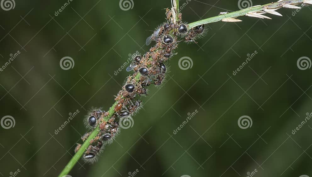Close Shot of Bicolored Shield Ants. Stock Image - Image of little ...