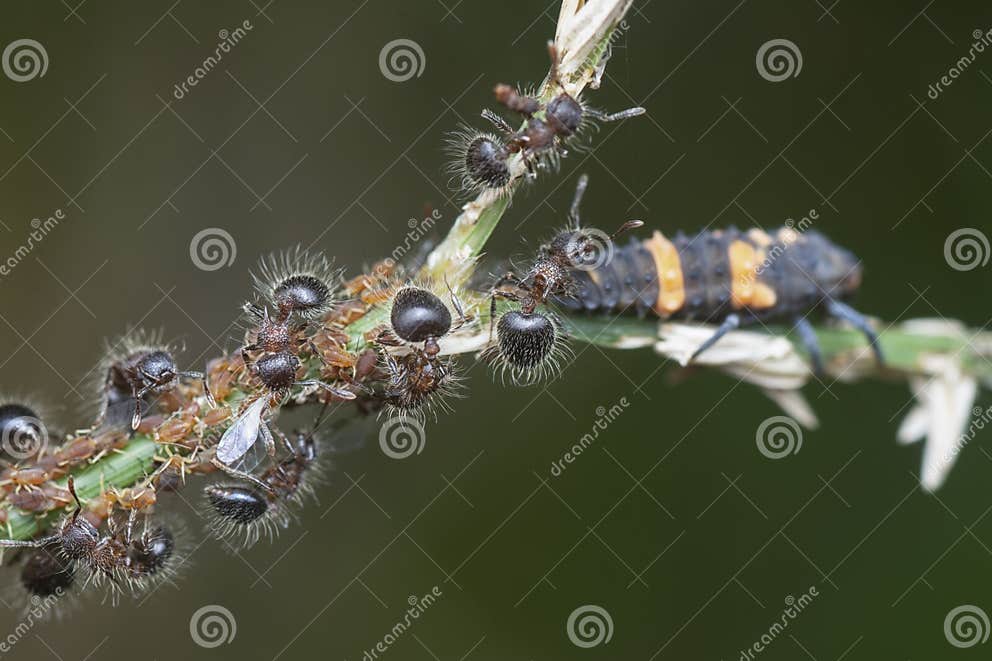 Close Shot of Bicolored Shield Ants. Stock Image - Image of entomology ...
