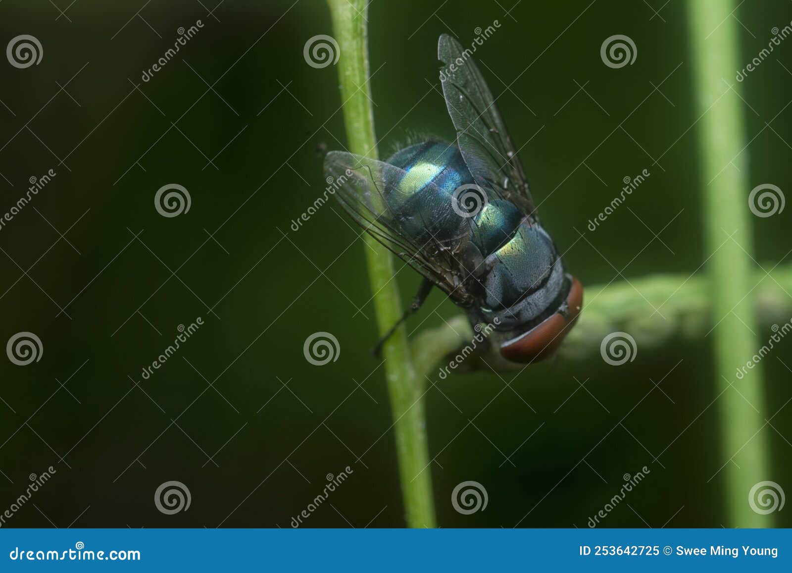 Close Shot of the Bluebottle Fly Stock Image - Image of animal ...