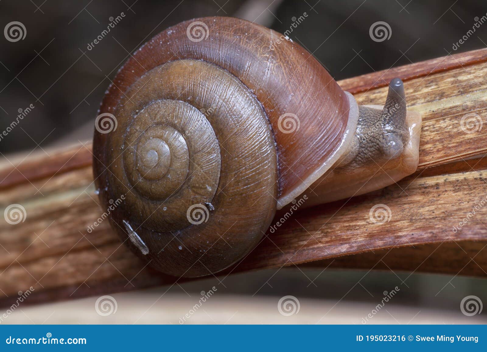 Close Shot of the Brown Round Shell Snail Stock Photo - Image of fresh ...