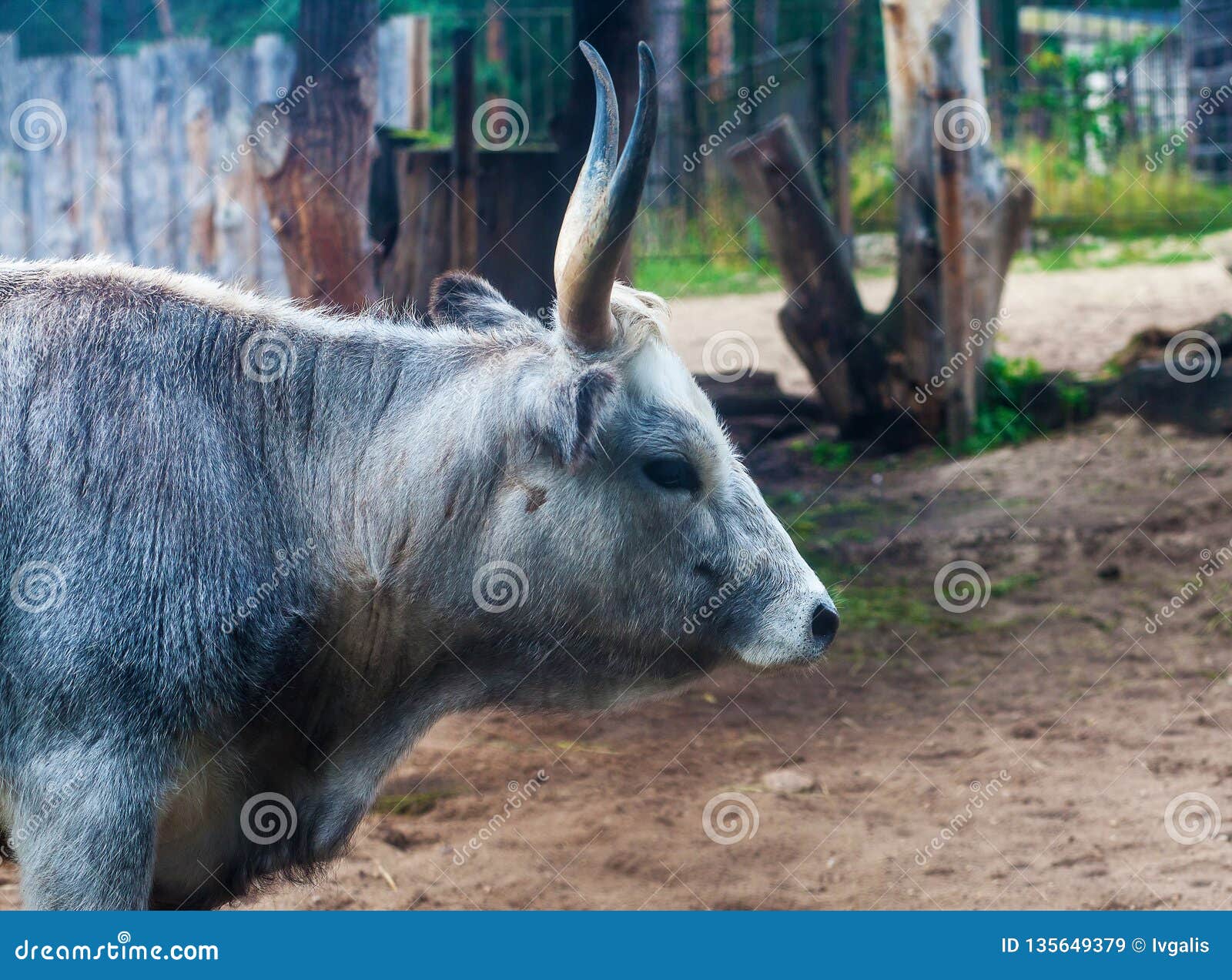 Close Shot of a Bull`s Head Stock Image - Image of bull, mammal: 135649379