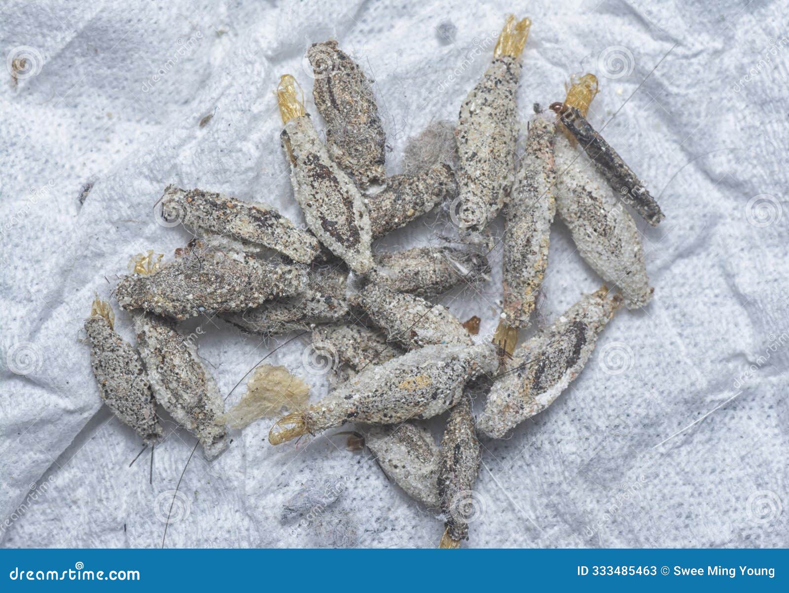 Close Shot of the Bundle of Plaster Bagworm Nestle. Stock Image - Image ...
